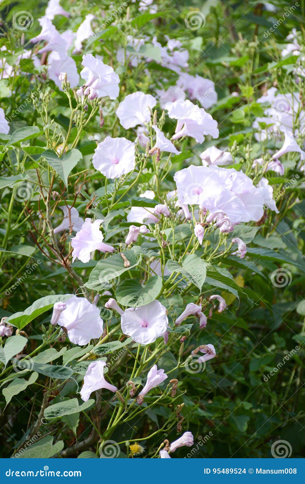 Bush Morning Glory flower stock photo. Image of plant - 95489524