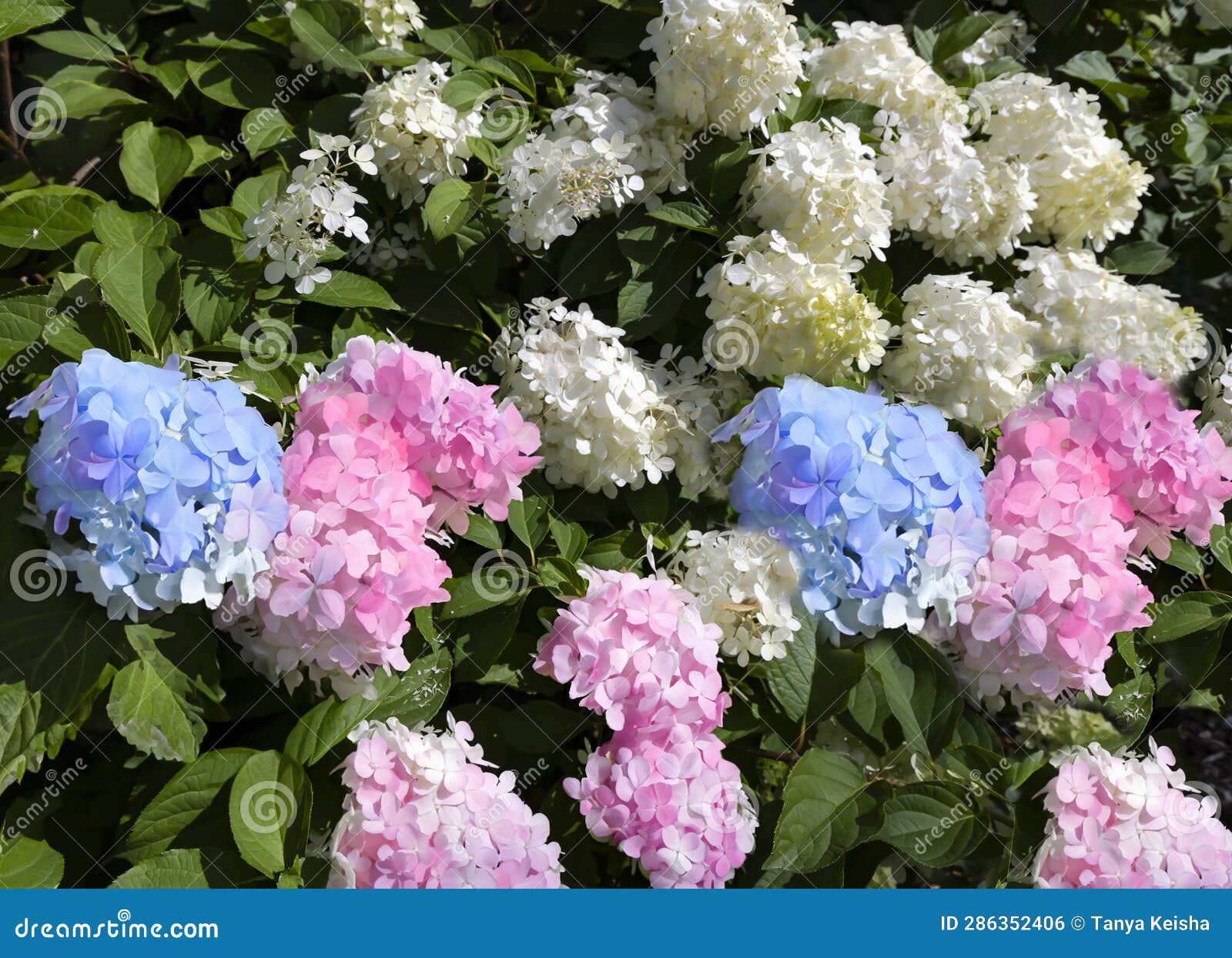 Bush of Multi-colored Hydrangea (Hydrangea Macrophylla) is in Full ...