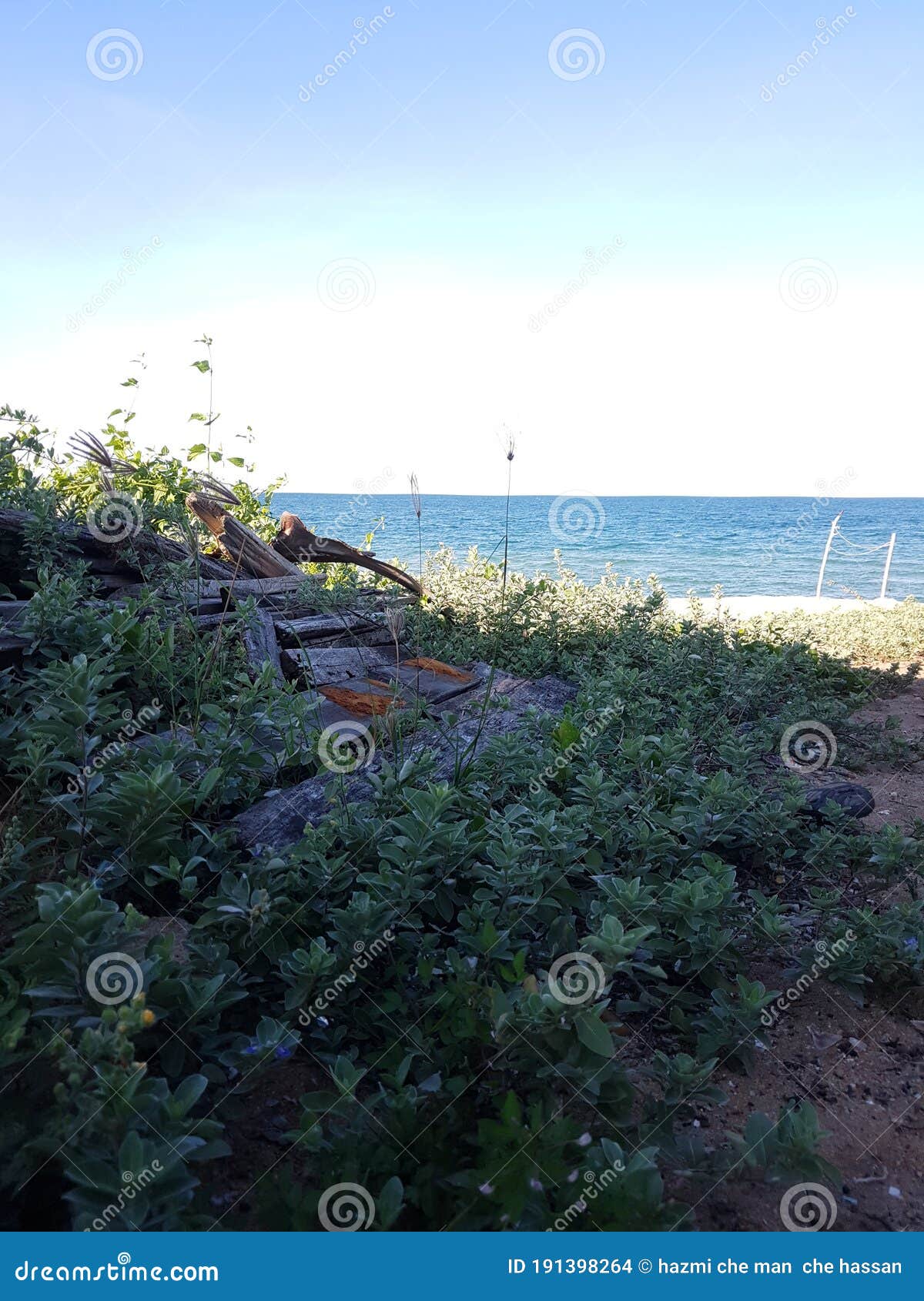 Bush near a beach stock photo. Image of green, wall - 191398264