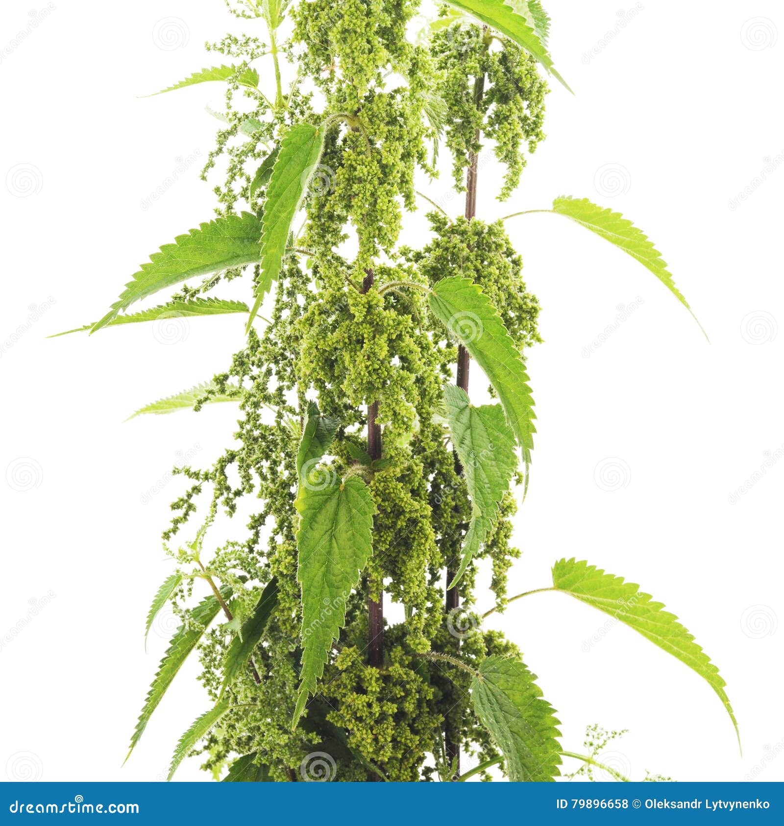 Bush-Nessel stockfoto. Bild von entzündung, stechen, gesund - 79896658