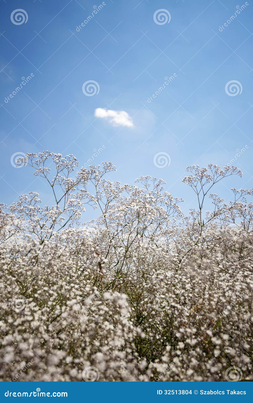 Bush with nice cloud stock photo. Image of living, flower - 32513804