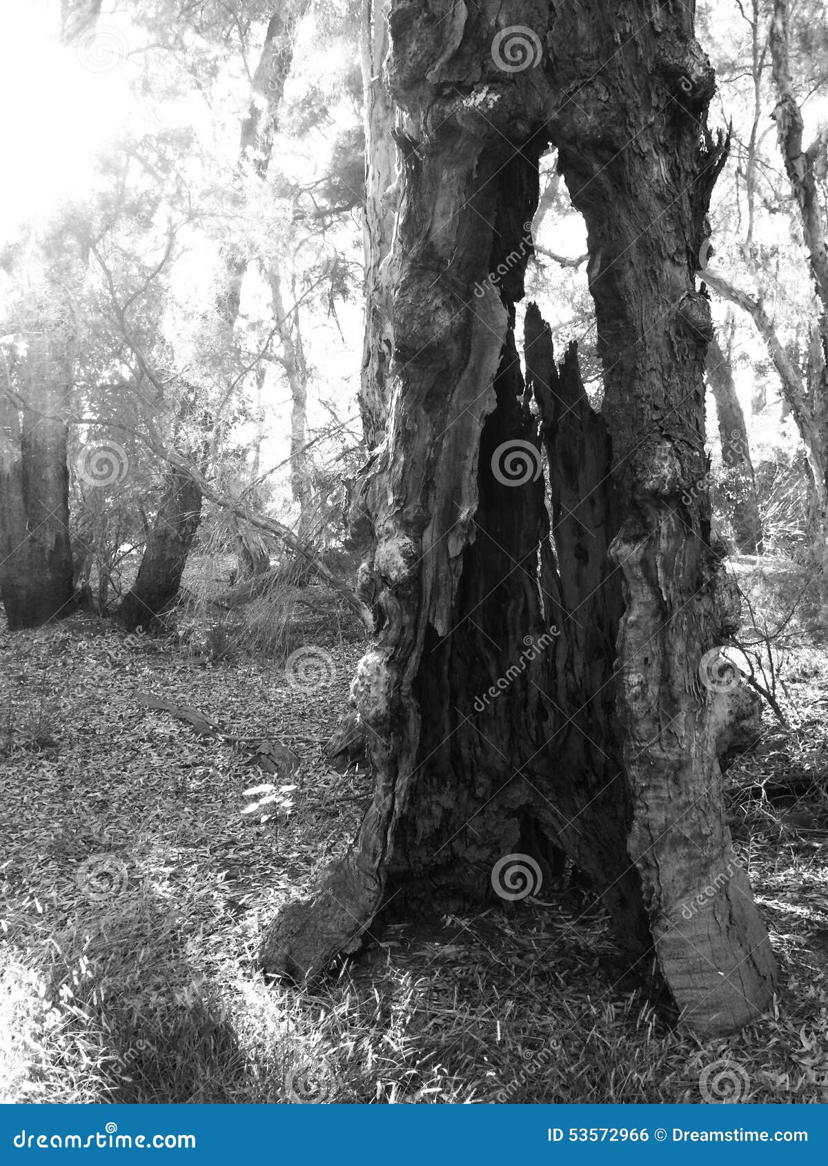 Bush stock photo. Image of bush, white, tree, black - 53572966