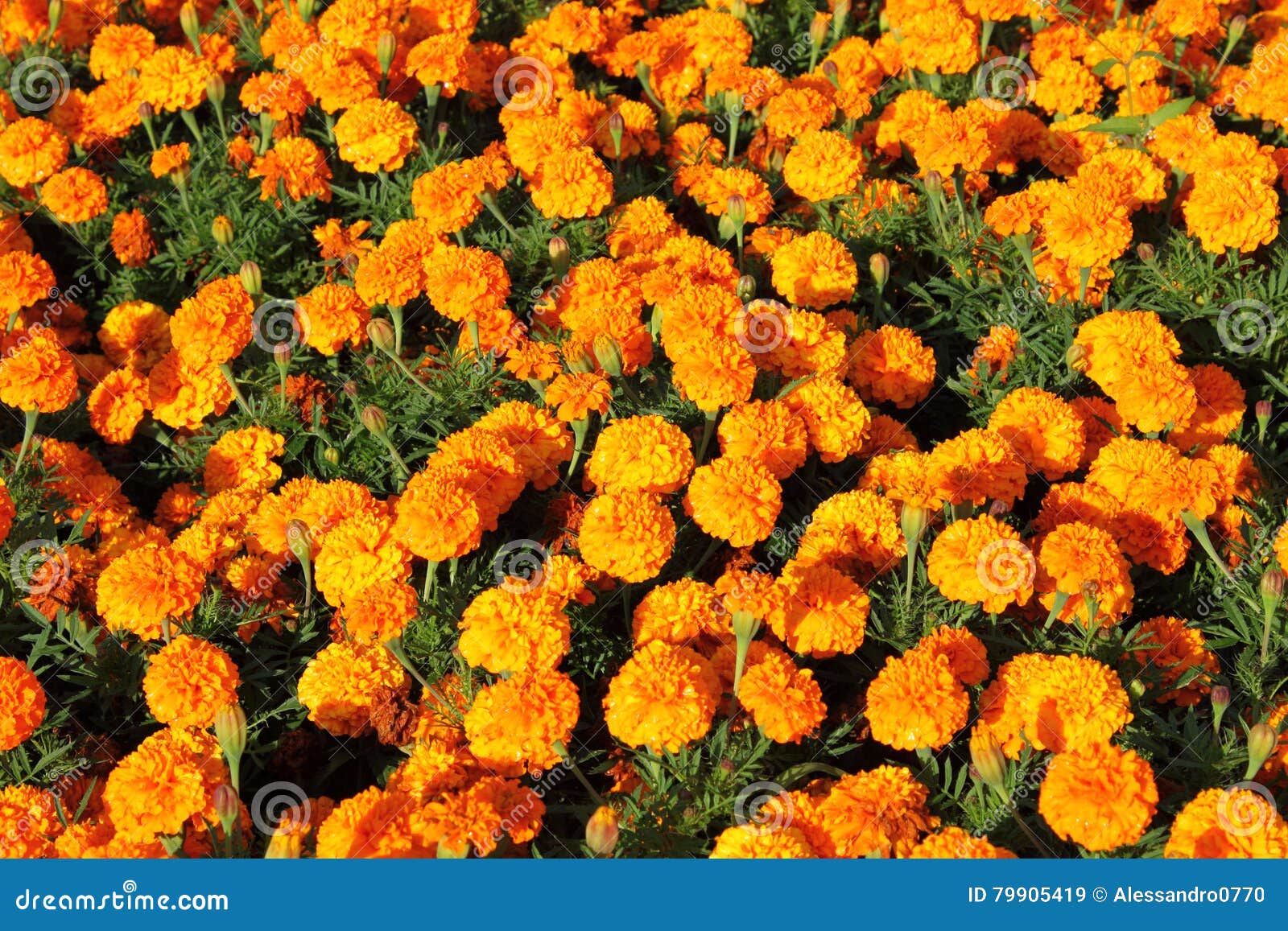 Bush of Orange Calendula Flowers Stock Image - Image of herb, calendula ...