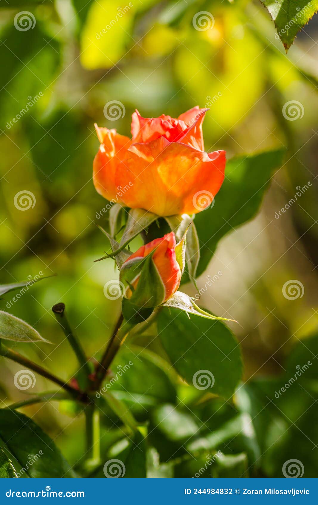 Bush Orange Rose Buds Garden Stock Photo - Image of bright, gardening ...