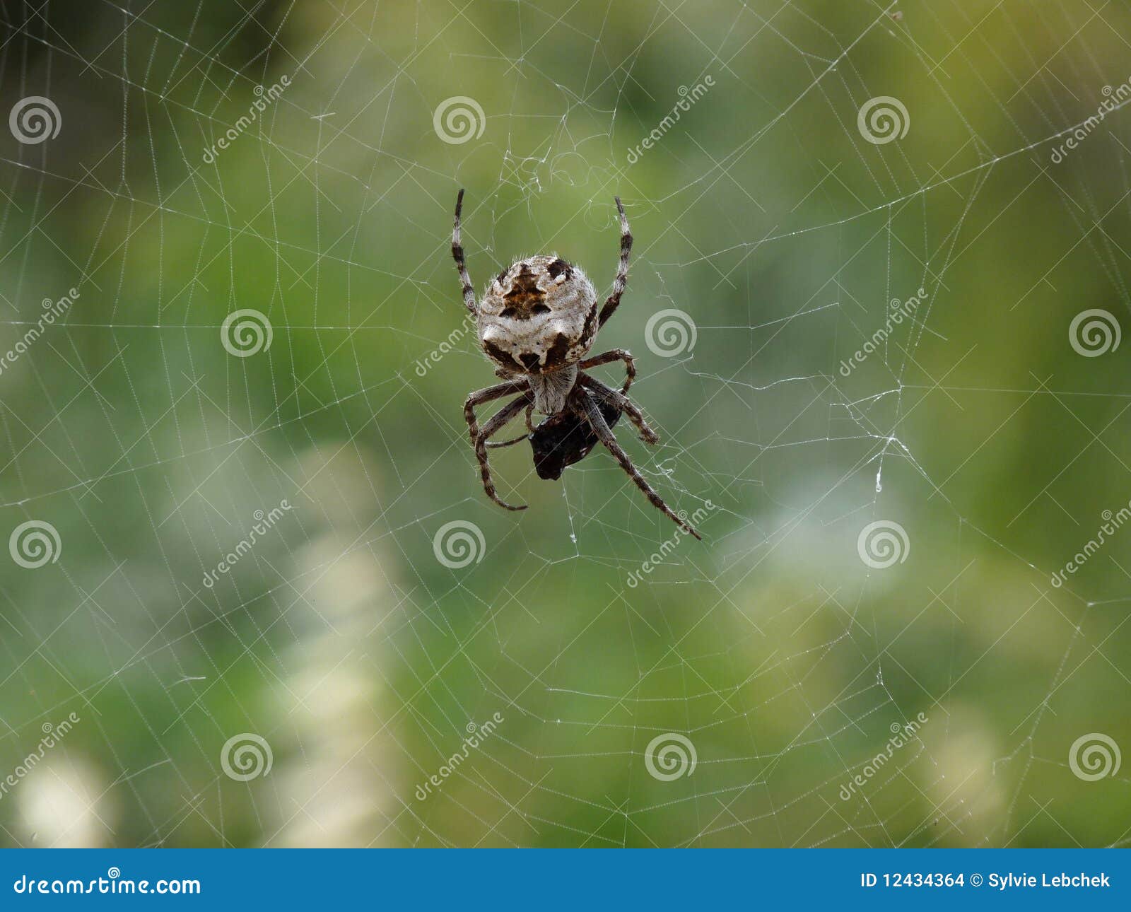 Bush Orb Spider stock photo. Image of spider, closeup - 12434364