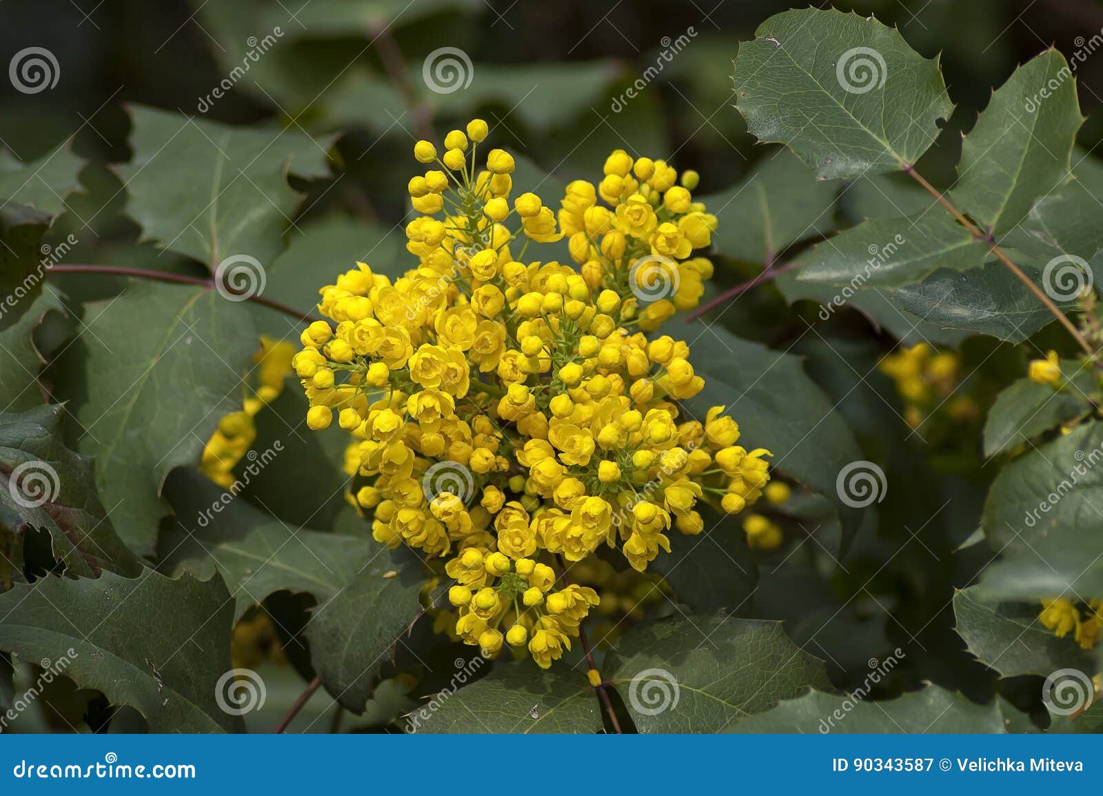 Bush of Oregon Grape or Mahonia Aquifolium in Springtime Stock Image ...
