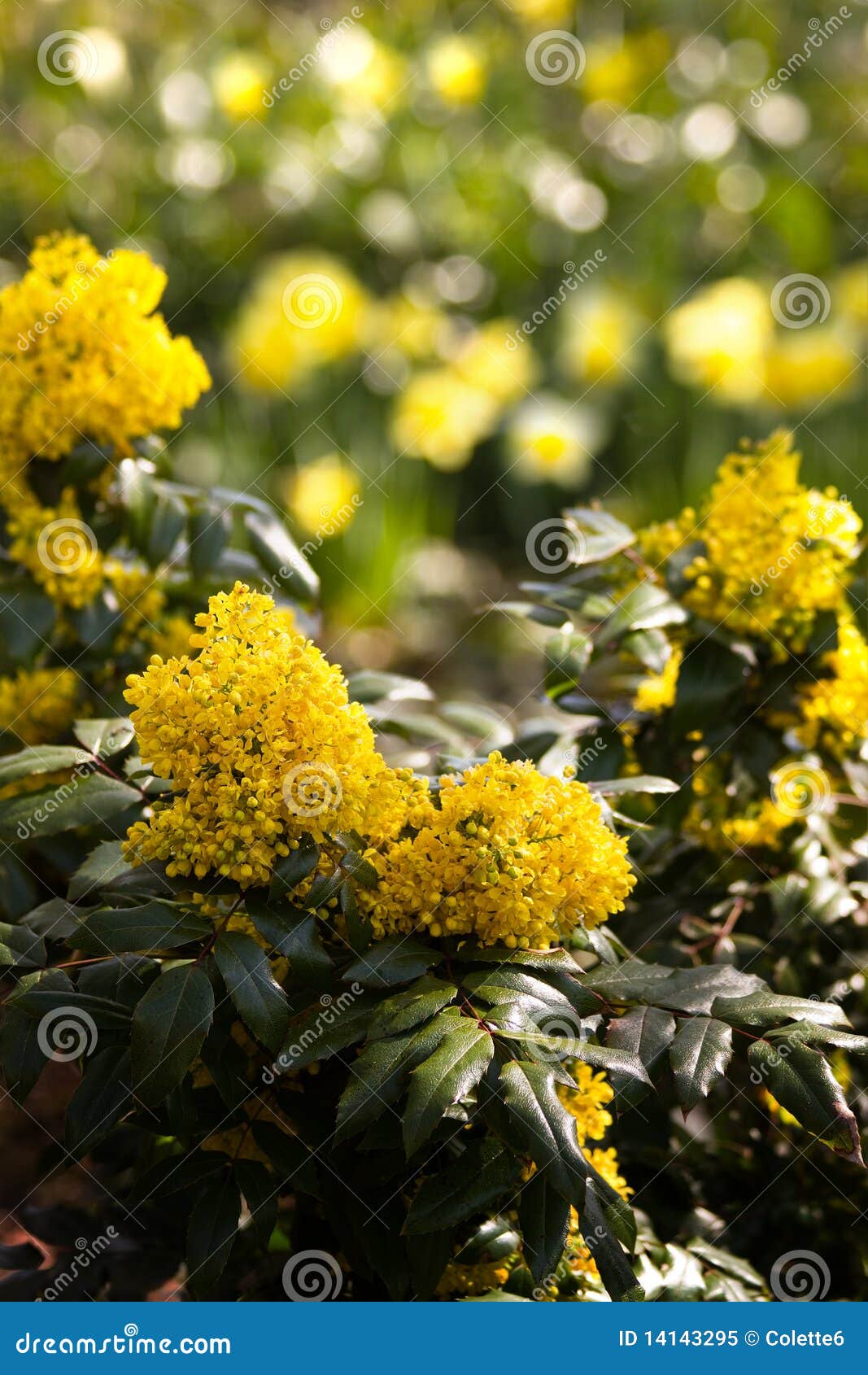 Bush of Oregon-grape in Spring Stock Image - Image of flower, bulb ...