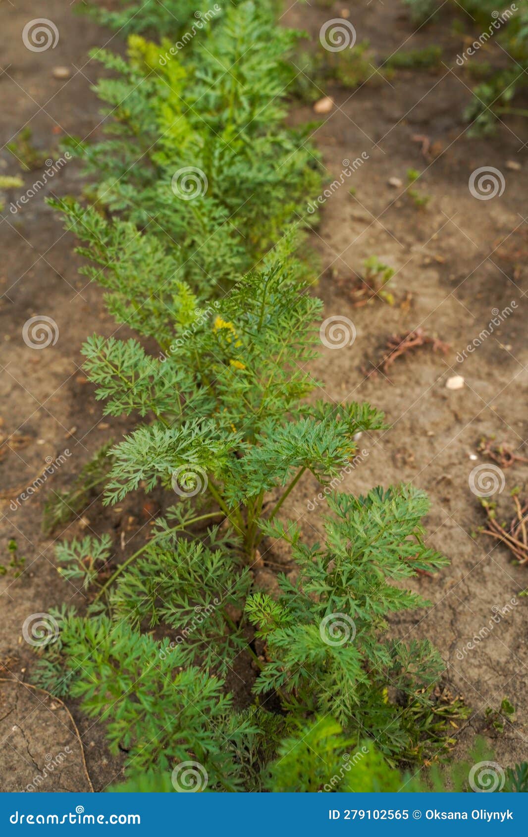A Bush of Parsley on the Dried Ground, Top View. Stock Image - Image of ...