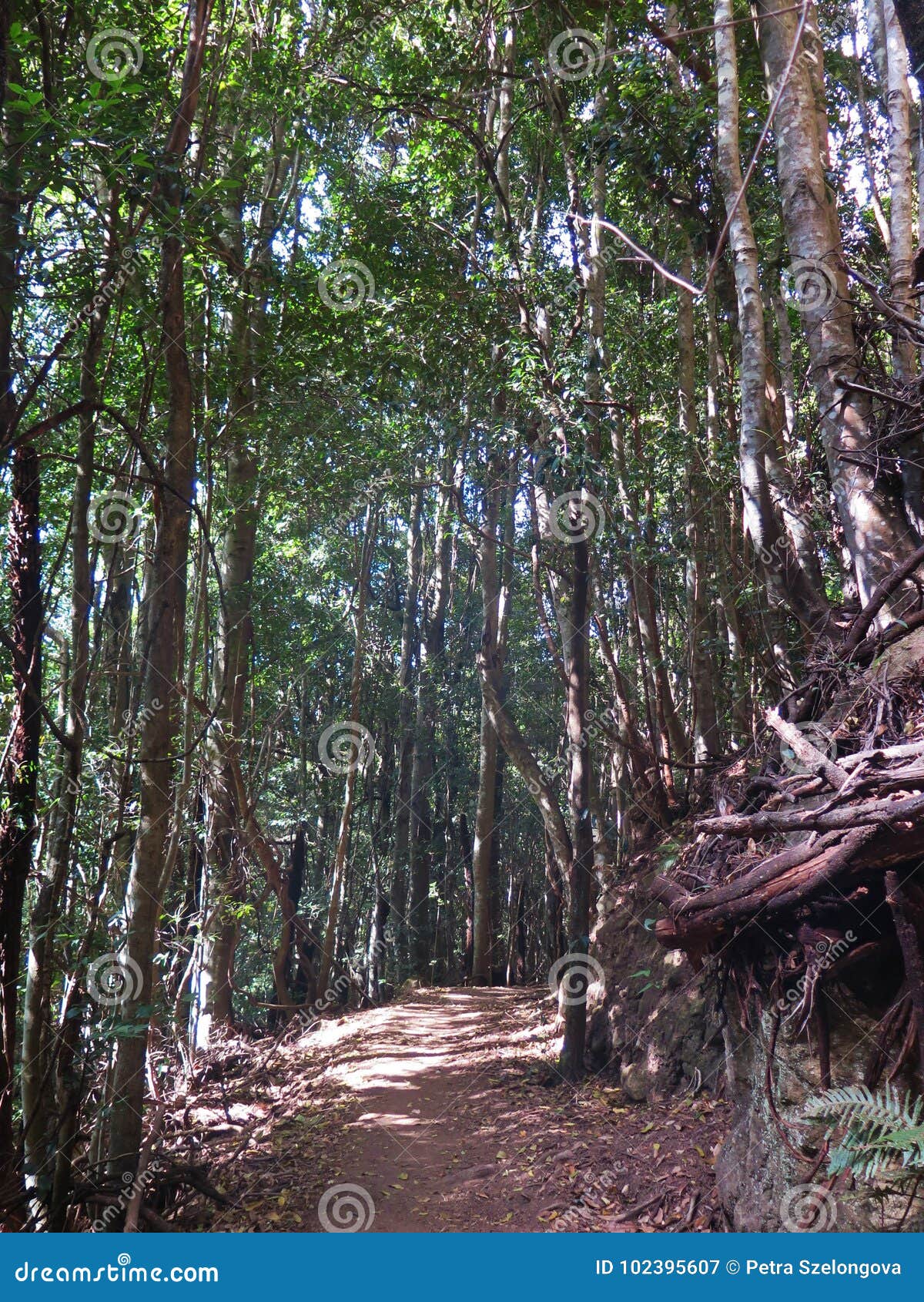 Into a curve stock image. Image of leading, bush, mystical - 102395607