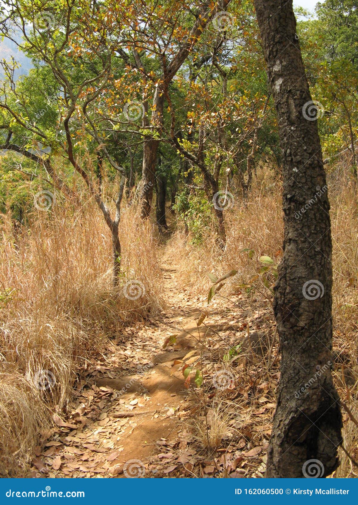 Bush path, Malawi stock photo. Image of dirt, grass - 162060500