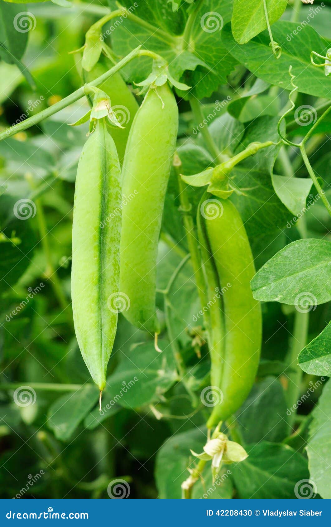 Bush of peas growing stock photo. Image of garden, plant - 42208430