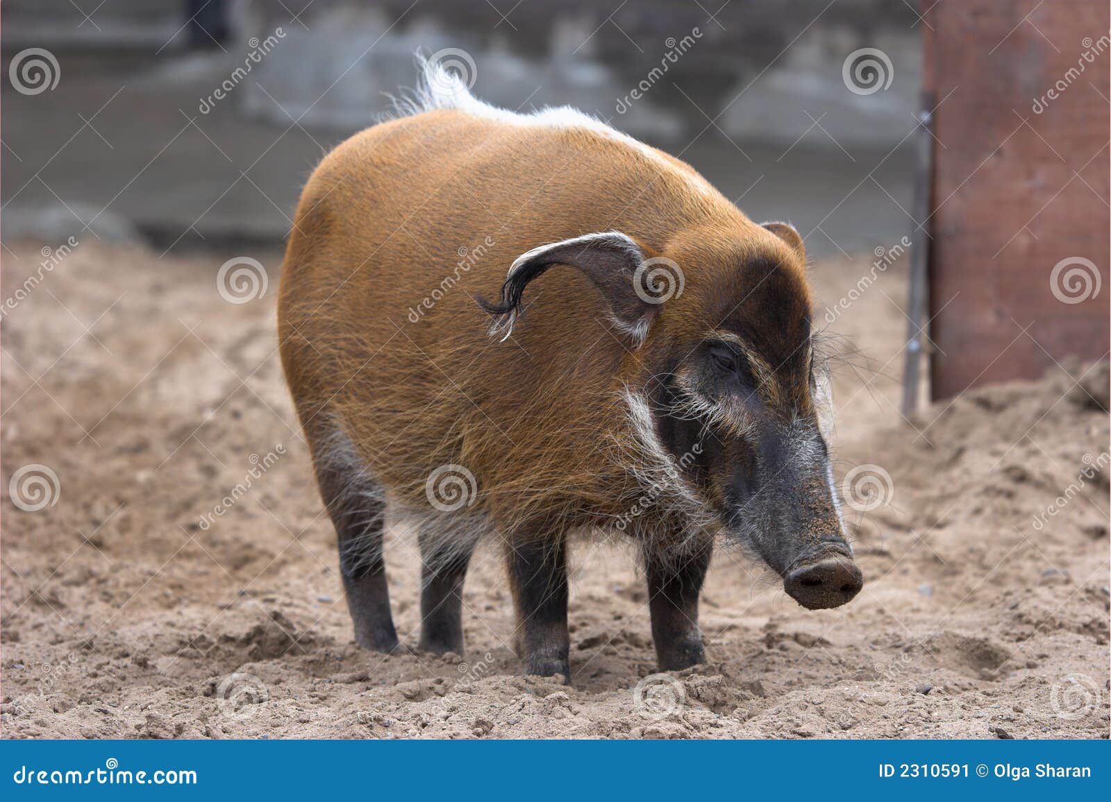 Bush Pig Stock Image - Image: 2310591