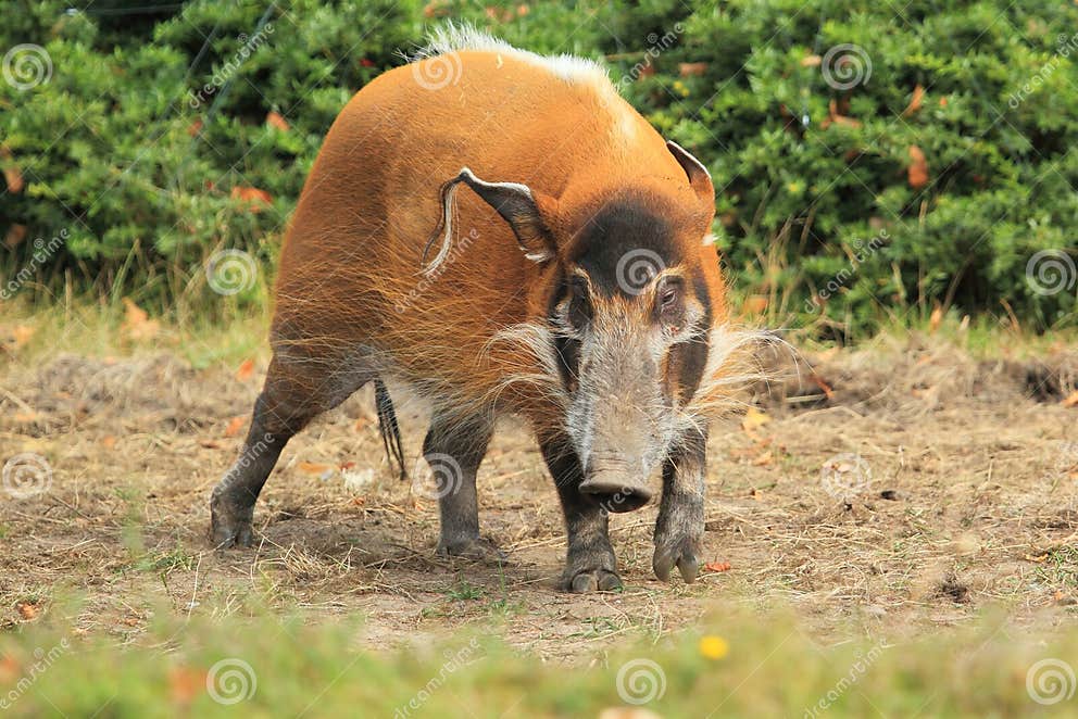 Bush pig stock photo. Image of mammal, nature, bush, grass - 28741414