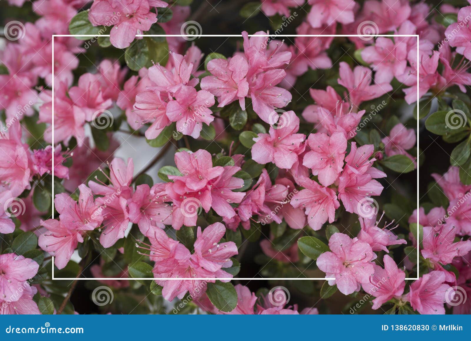 A Bush of Pink Azaleas with a White Frame. Stock Photo - Image of ...