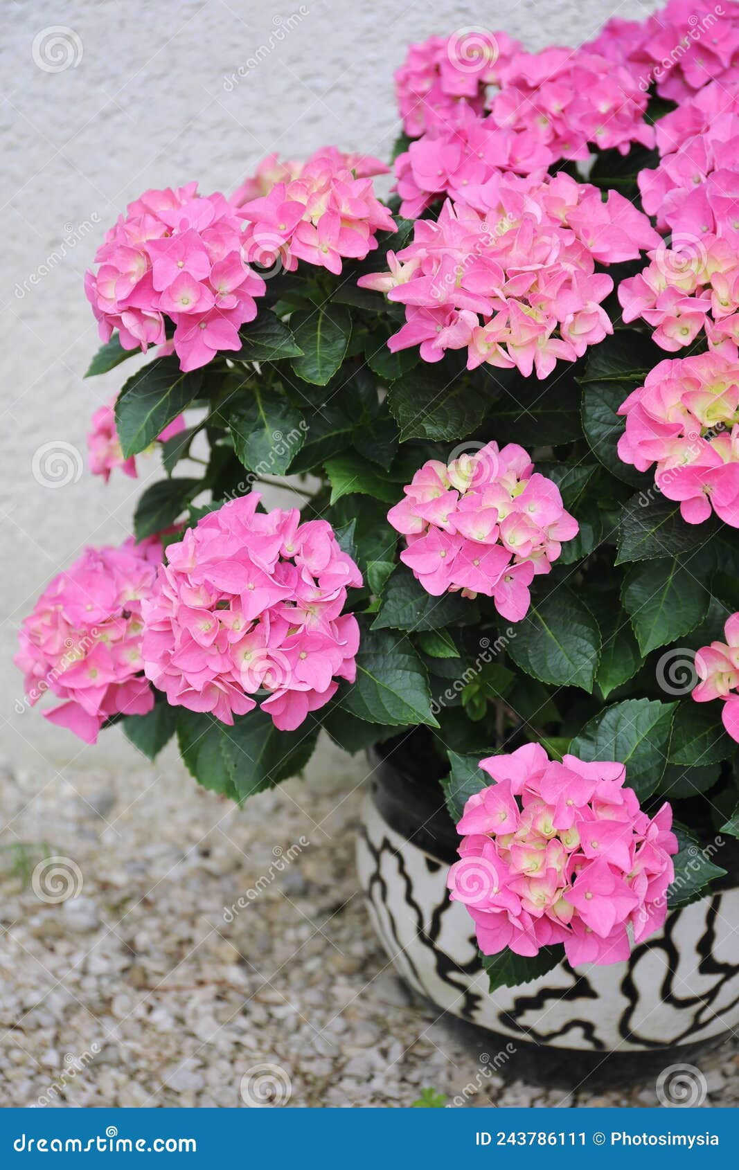 Bush of Pink Blooming Hydrangea in Pot Stock Image - Image of highly ...