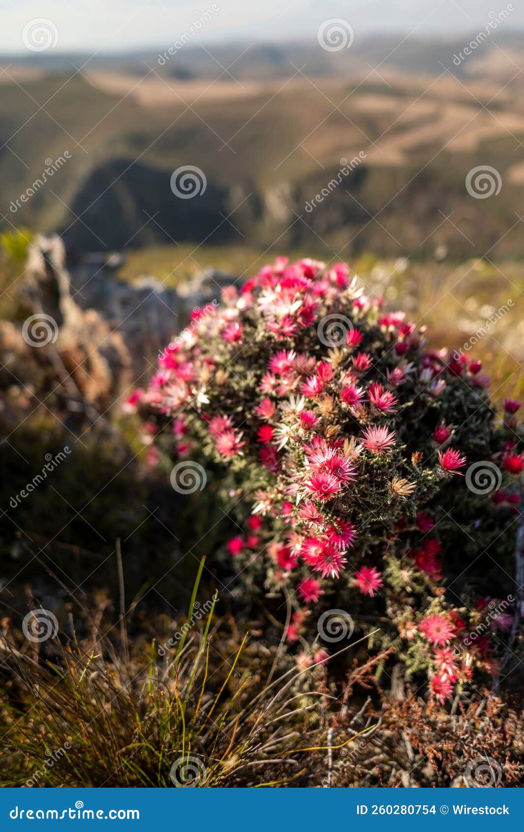 Bush of Pink, Blossom Flowers in the Field, Vertical Stock Photo ...