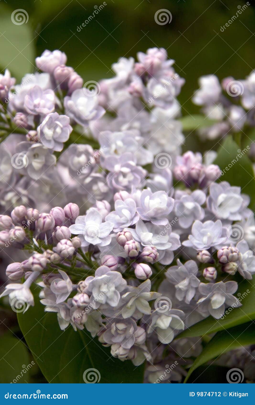Bush of Pink Lilac stock photo. Image of florescence, plant - 9874712