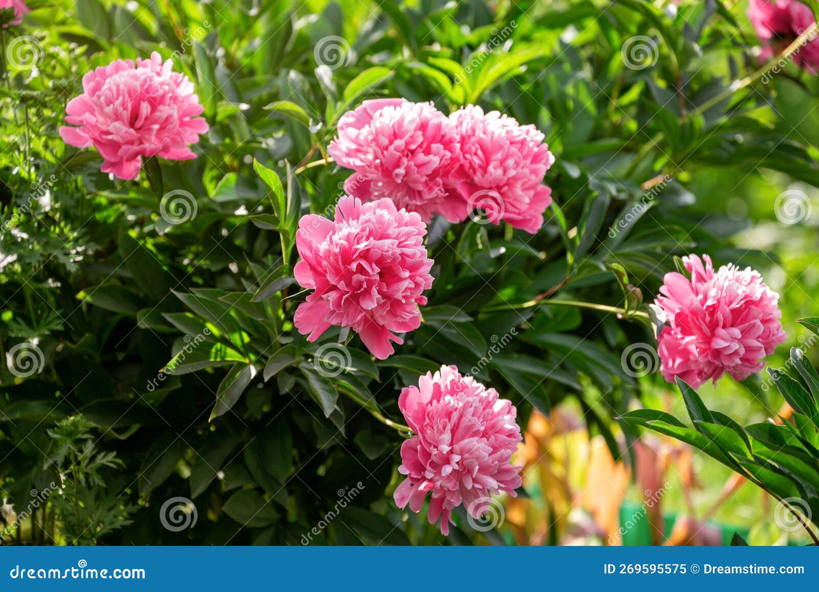 Bush of pink peonies stock image. Image of ornamental - 269595575