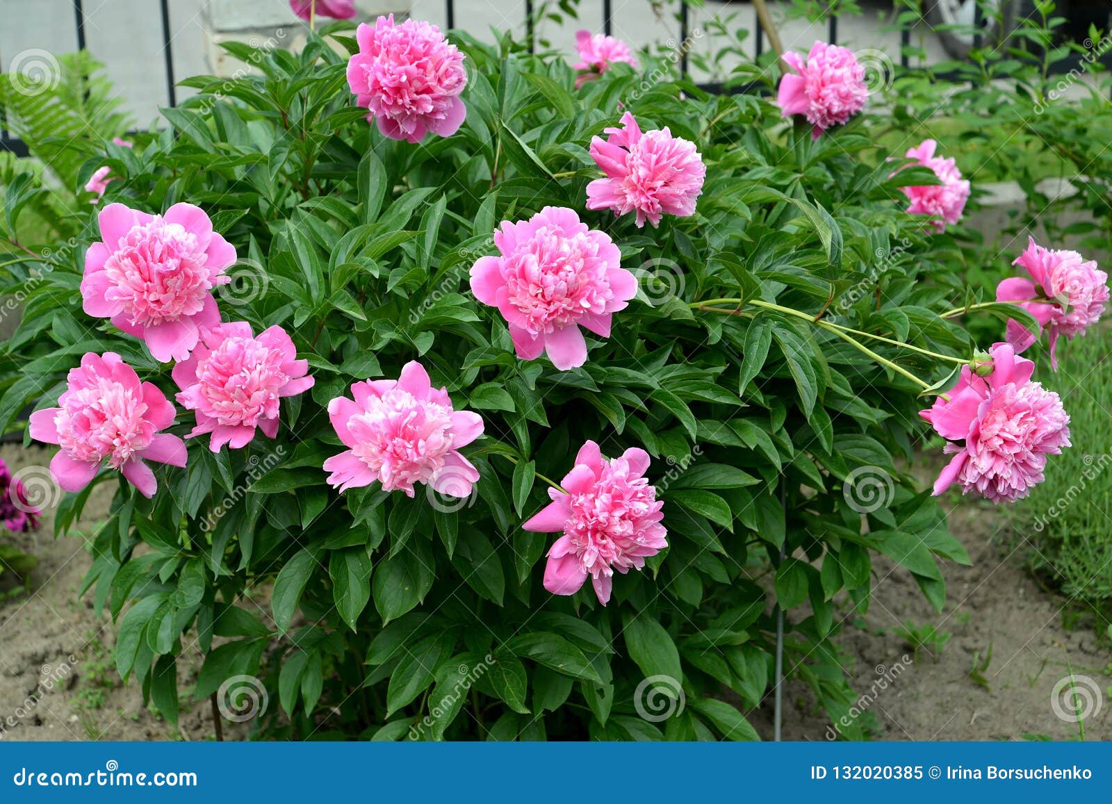 Bush of Pink Peonies Paeonia L Stock Image - Image of grassy, color ...
