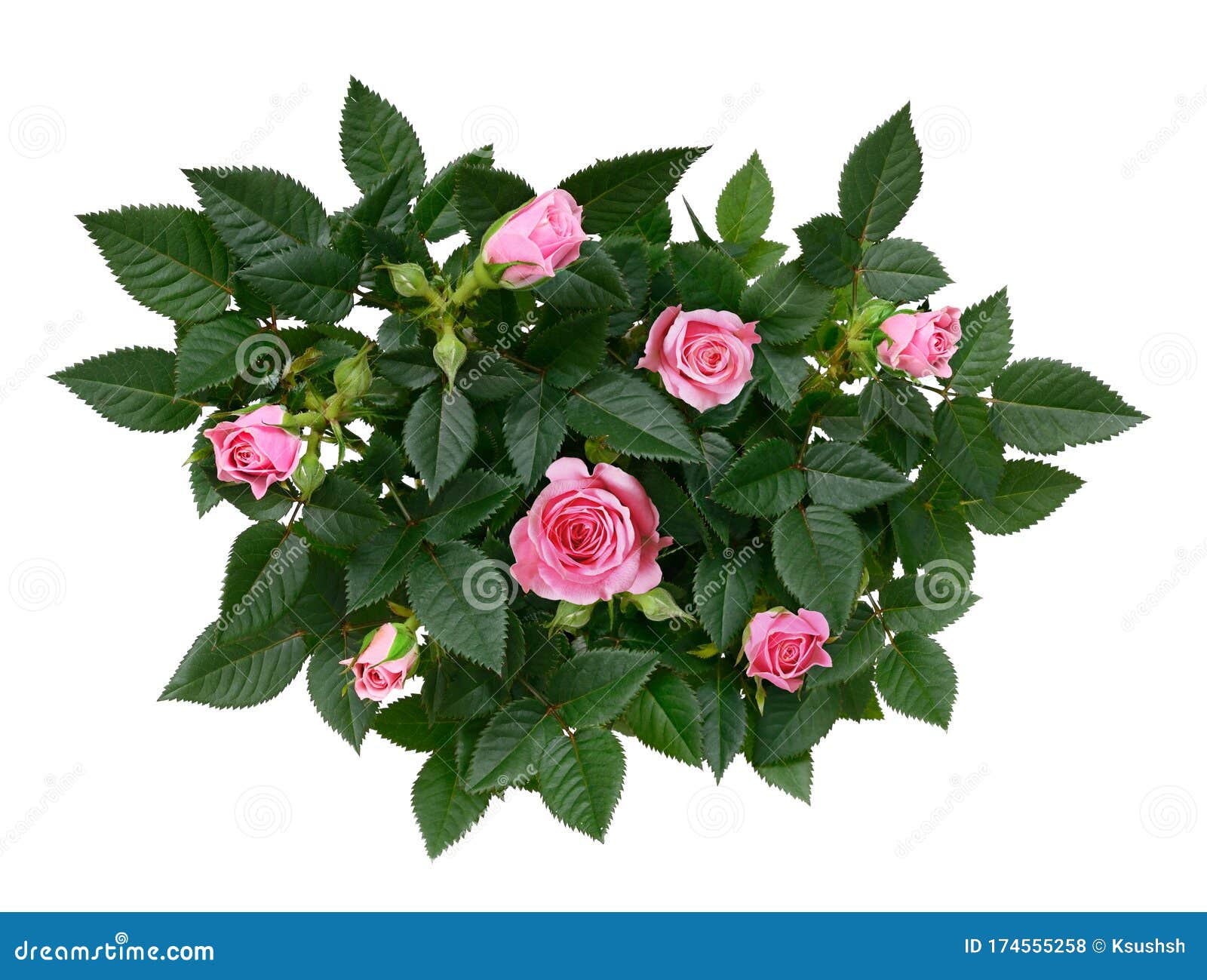 Bush of pink rose flowers stock photo. Image of shape - 174555258