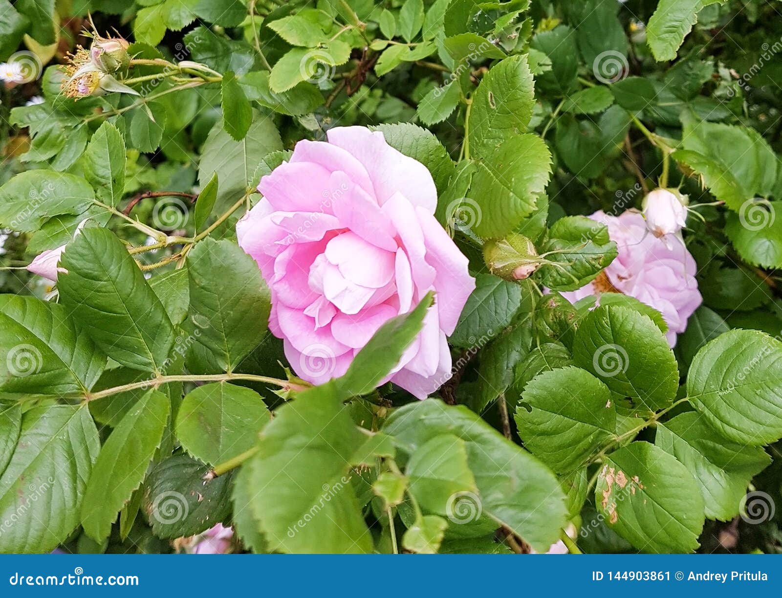 Bush pink rose in summer stock image. Image of petal - 144903861