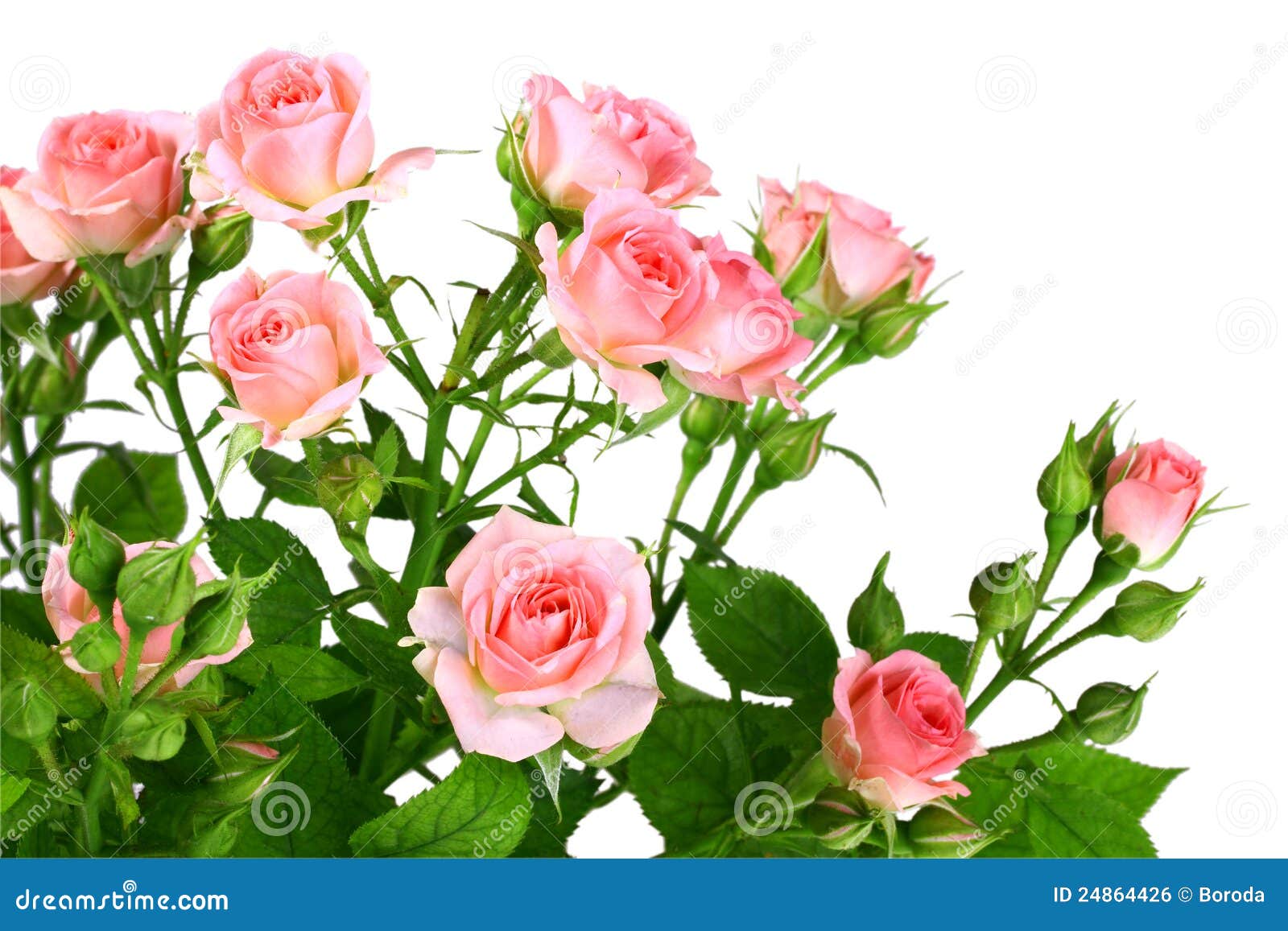 Bush of Pink Roses with Green Leafes Stock Photo - Image of foliage ...