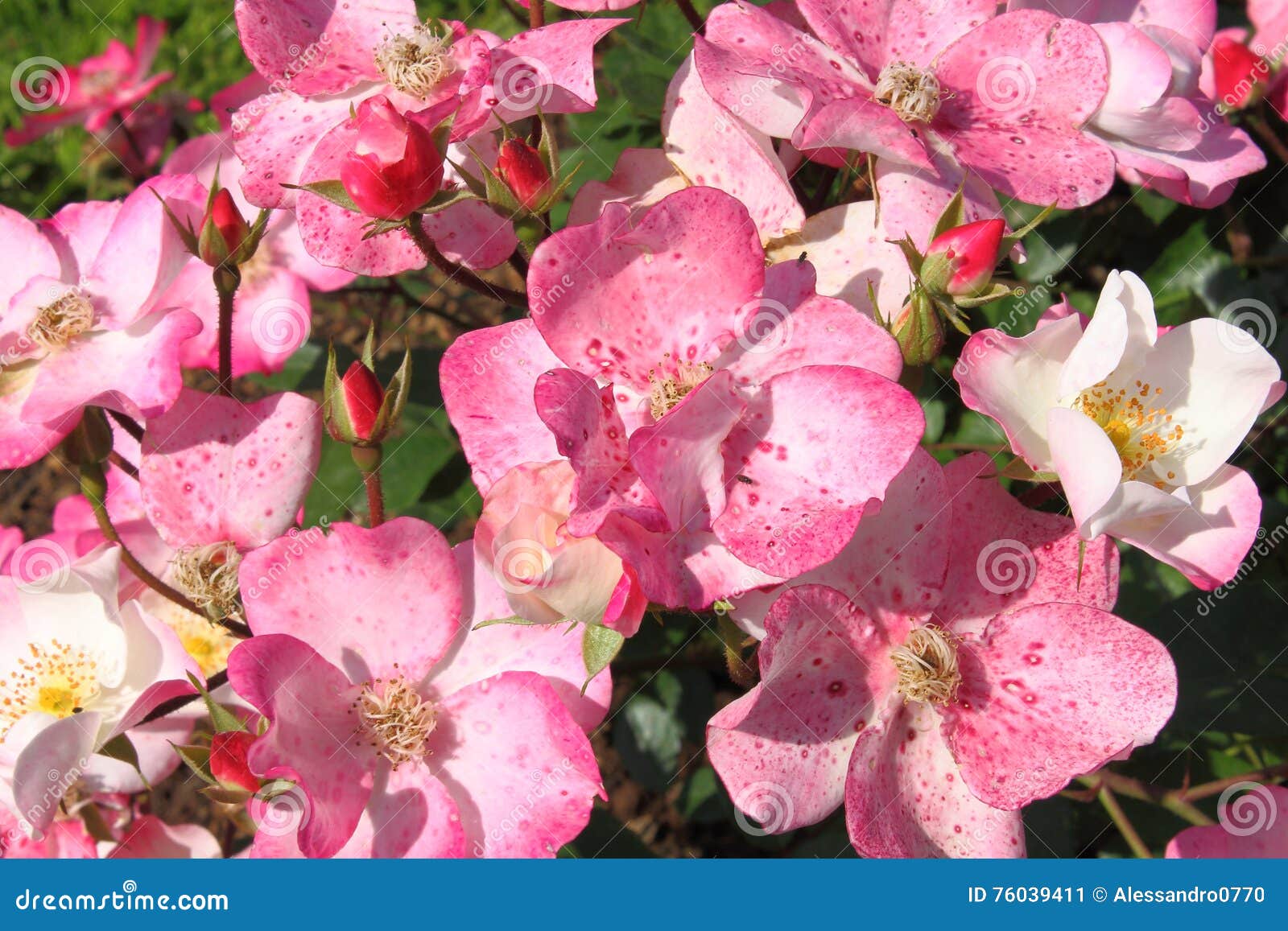Bush of pink roses stock image. Image of details, leaves - 76039411