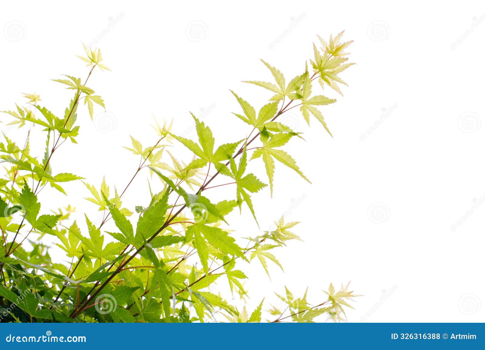 Bush Plant Leaves Border Isolated on White Background Stock Photo ...