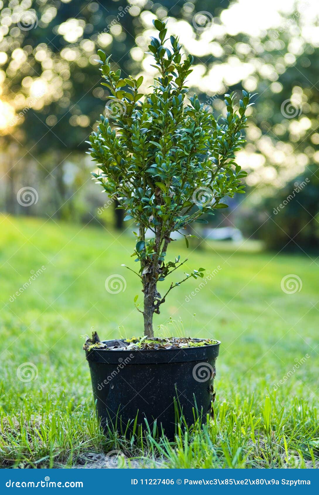 Bush in the pot stock photo. Image of nature, cypress - 11227406