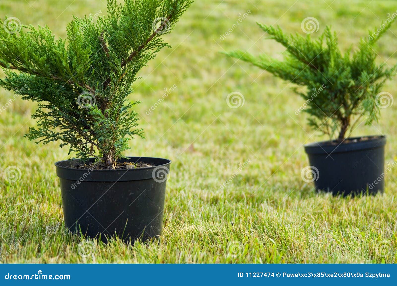 Bush in the pot stock photo. Image of holiday, ecology - 11227474