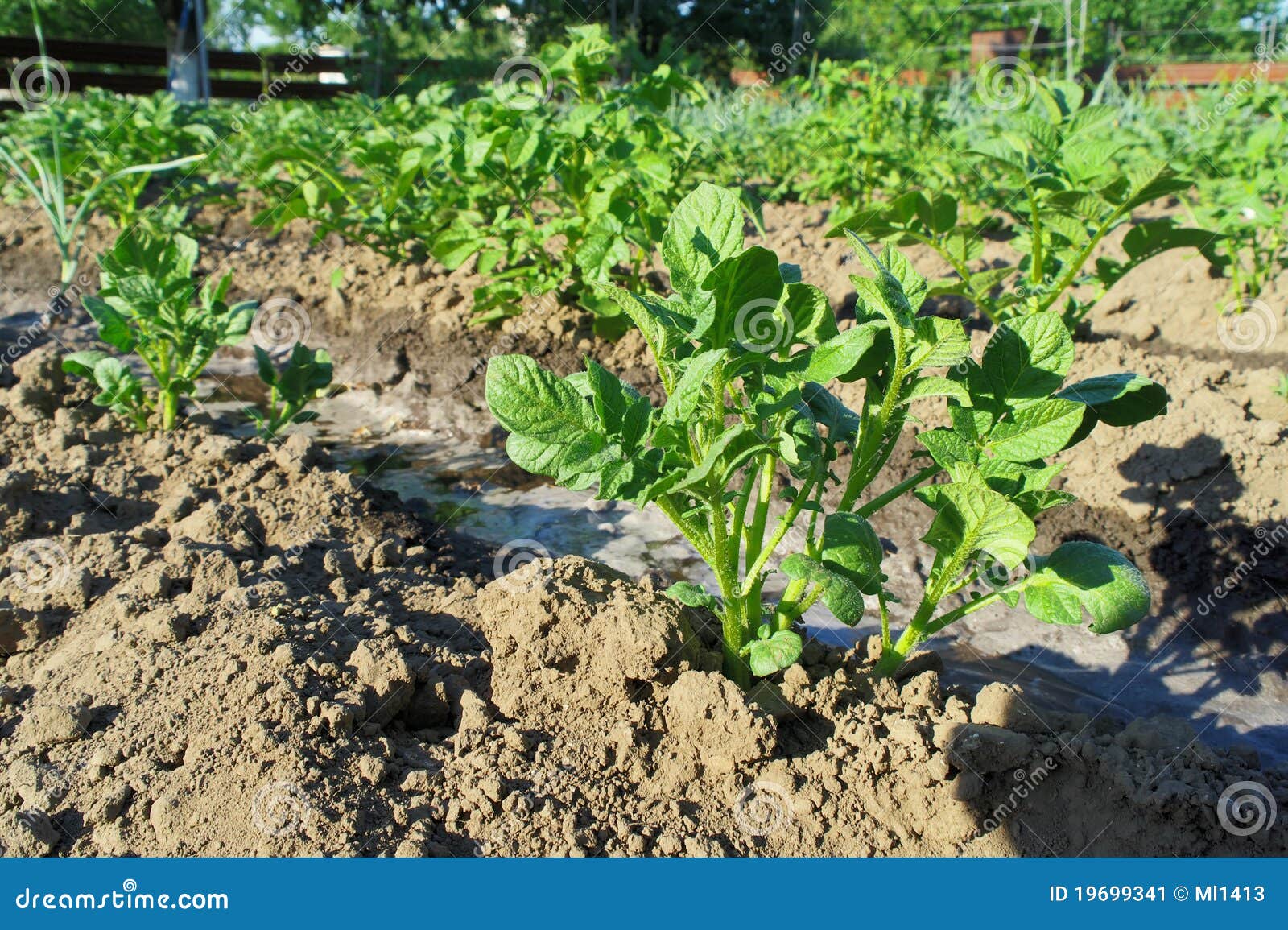 Bush potatoes stock image. Image of organic, growth, flora - 19699341