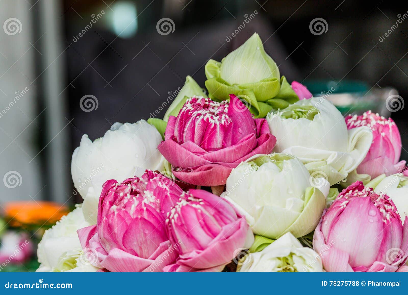 Bush Potted Lilies the Beautifully Decorative. Stock Photo - Image of ...