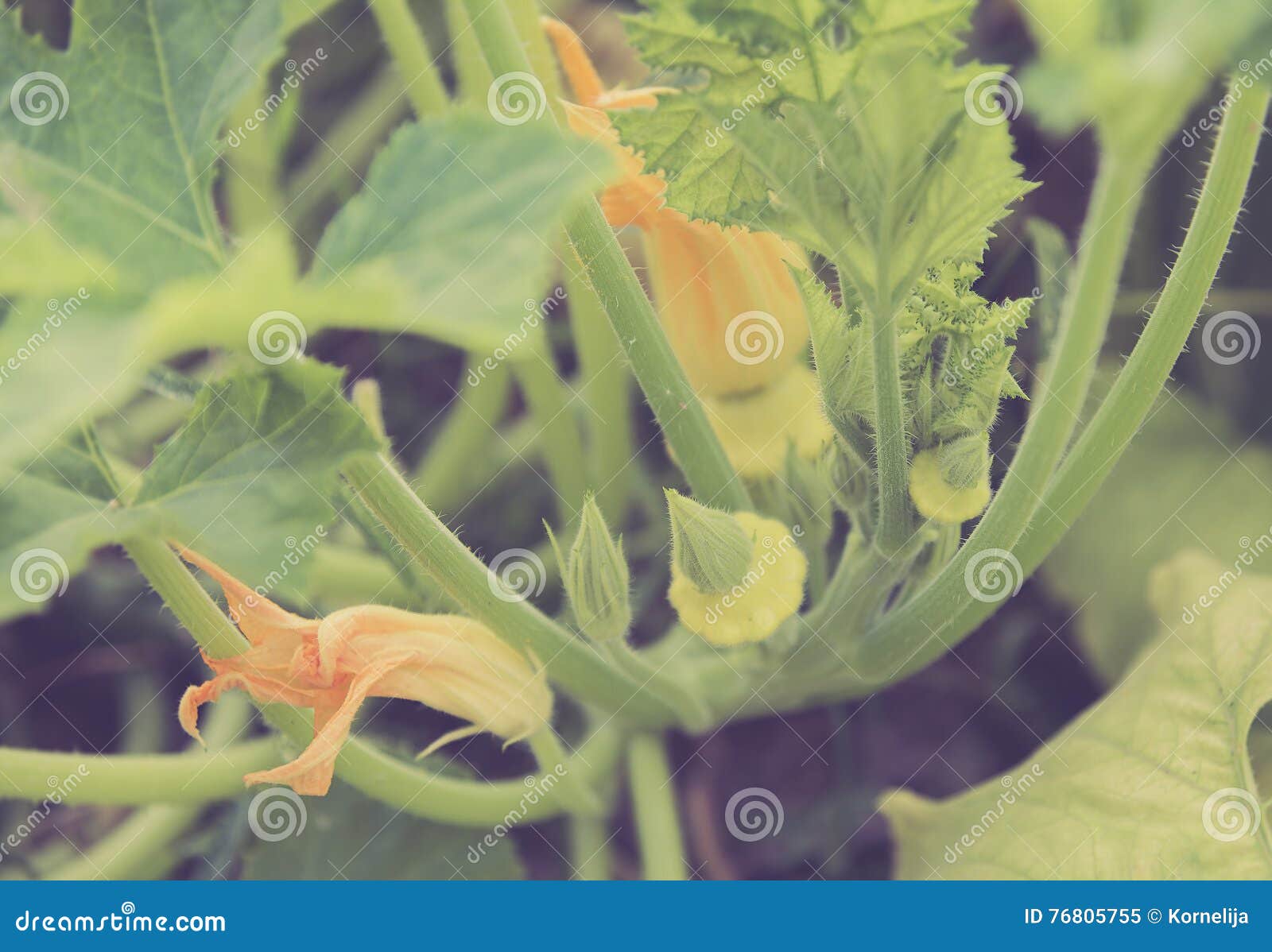 Bush pumpkin in the garden stock image. Image of farmer - 76805755