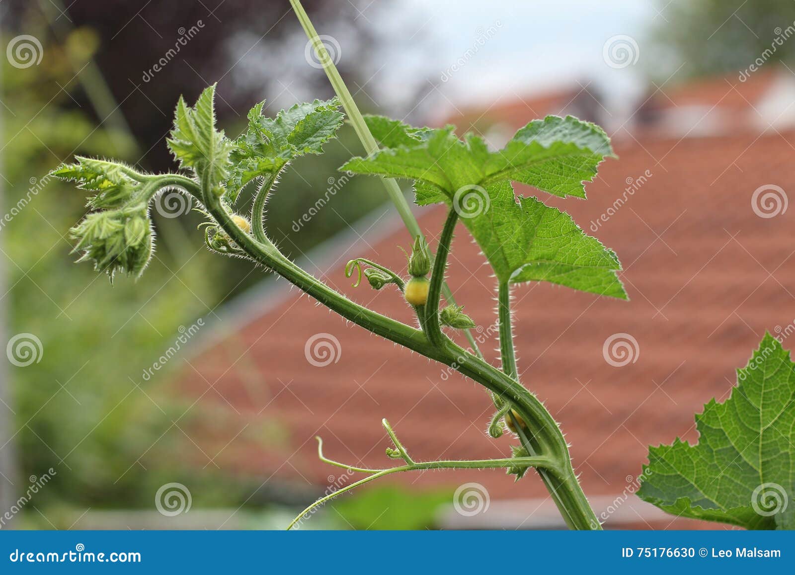 Bush pumpkins stock photo. Image of decorative, colorful - 75176630