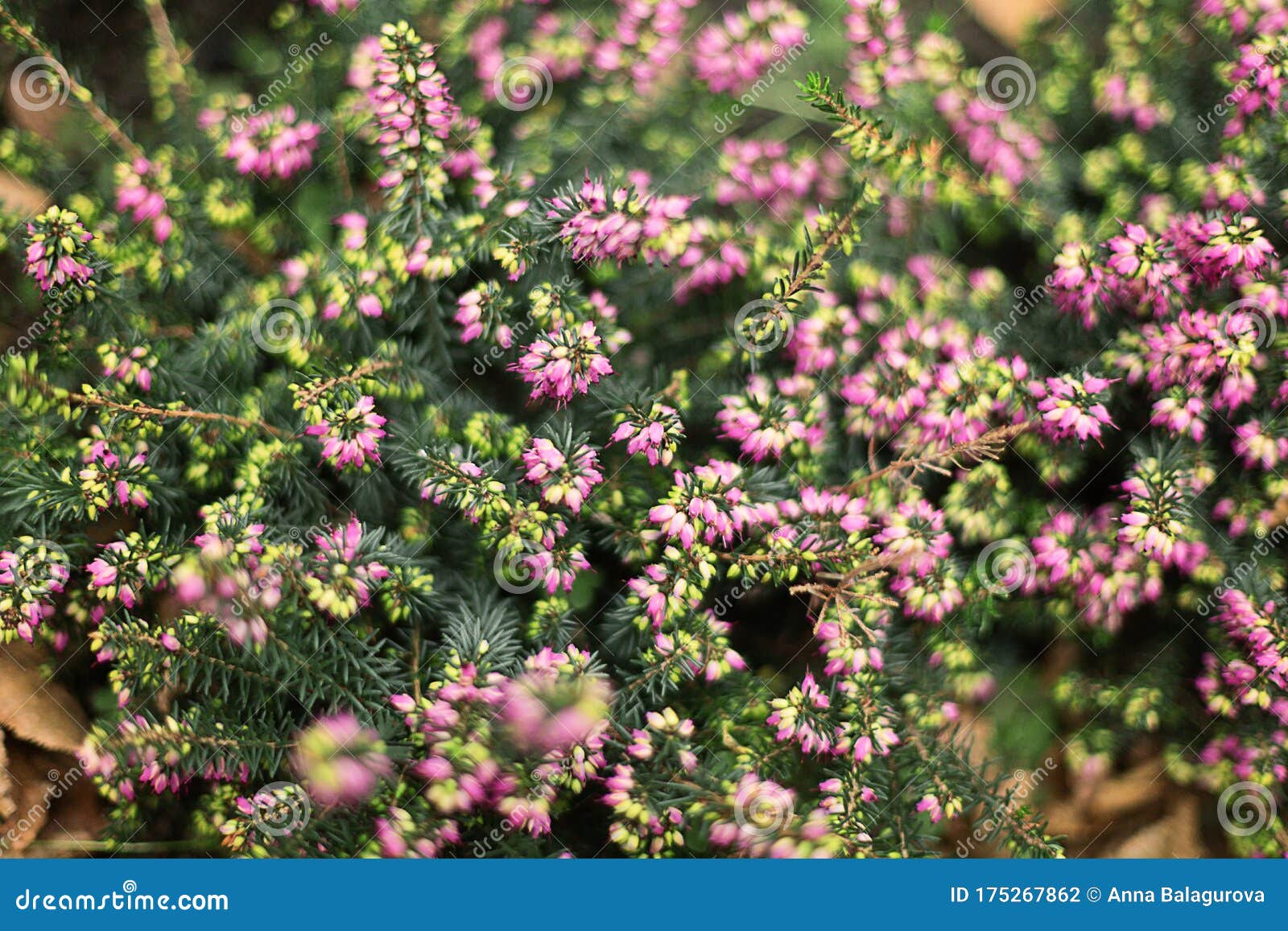 Bush of Purple Heather Closeup on a Horizontal Background Stock Photo ...