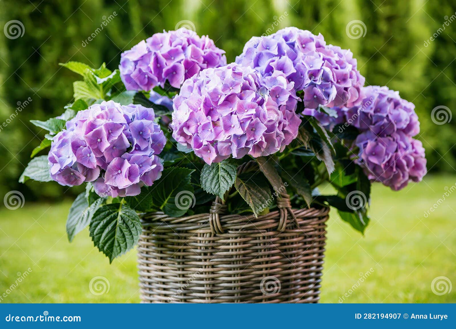 A Bush Of Hydrangeas. Beautiful Floral Background Stock Image ...