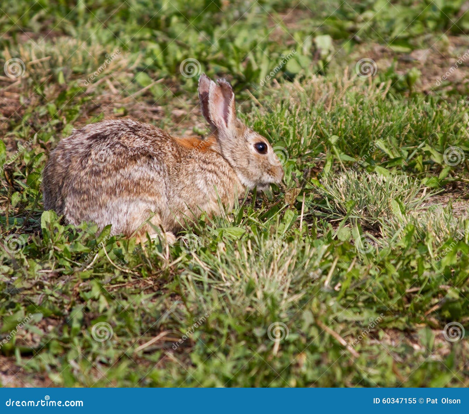 Bush Rabbit stock image. Image of nature, whiskers, cute - 60347155