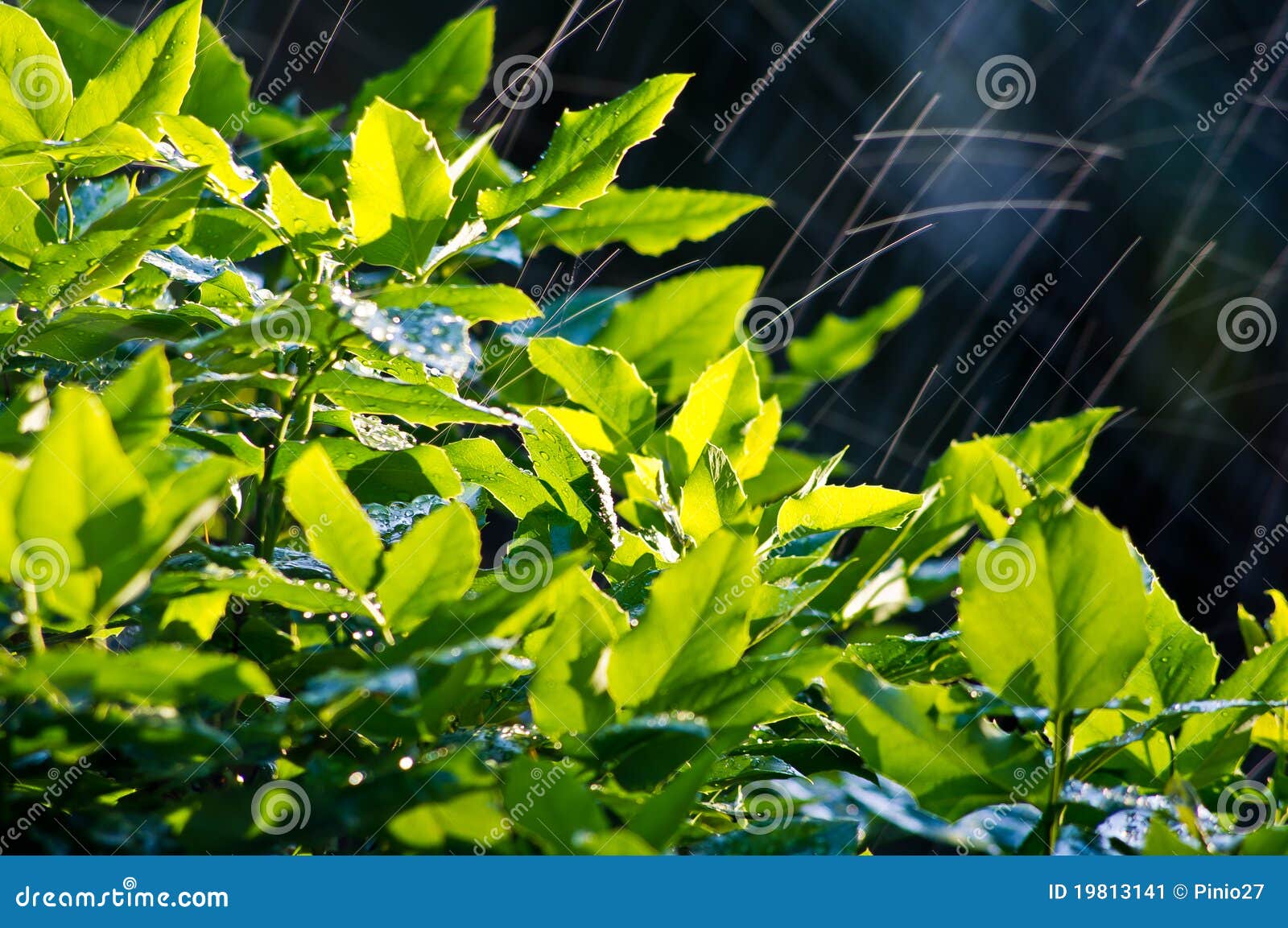 Bush in the rain stock image. Image of visual, source - 19813141