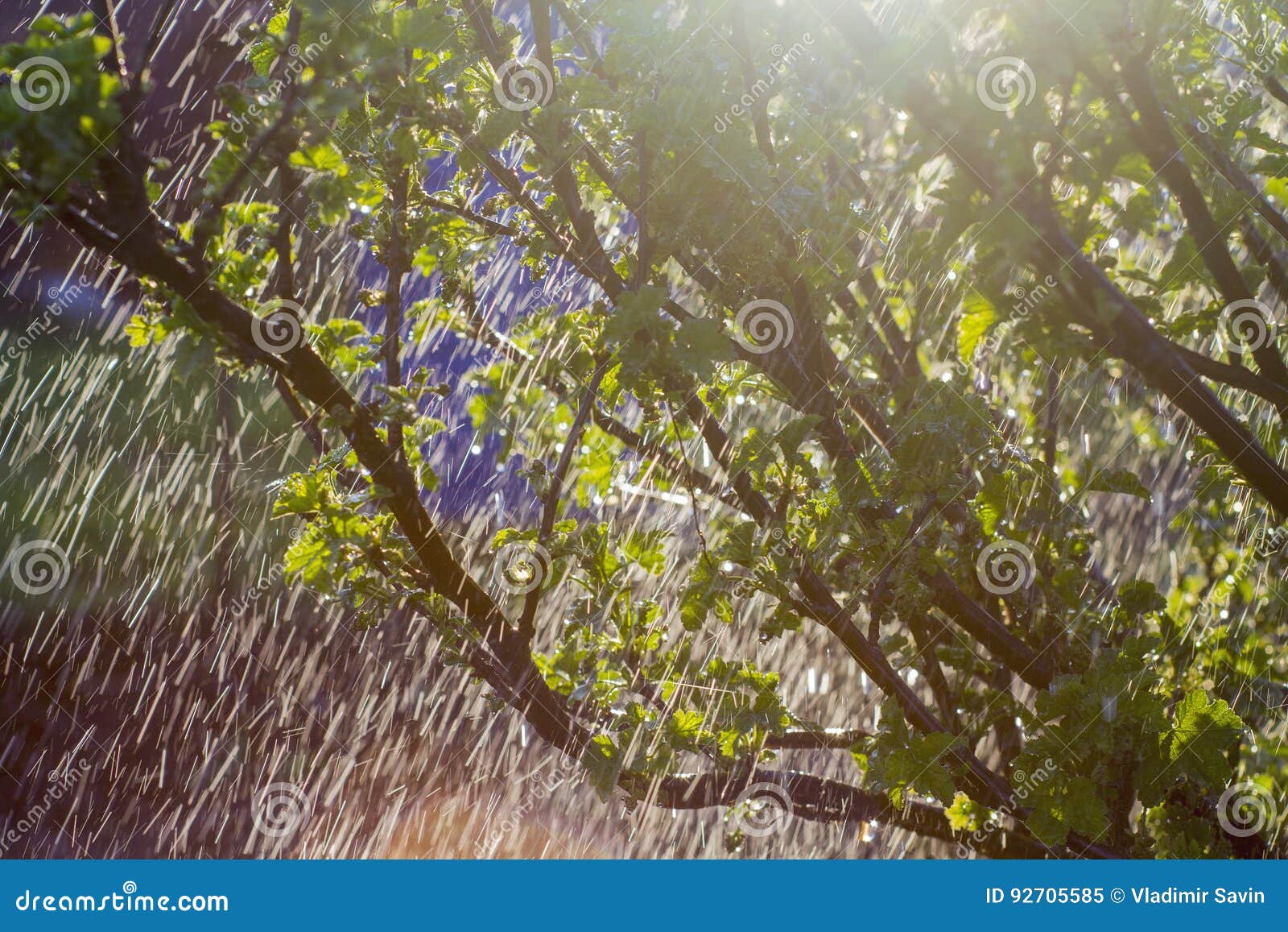 Bush in the rain stock image. Image of beauty, park, environment - 92705585