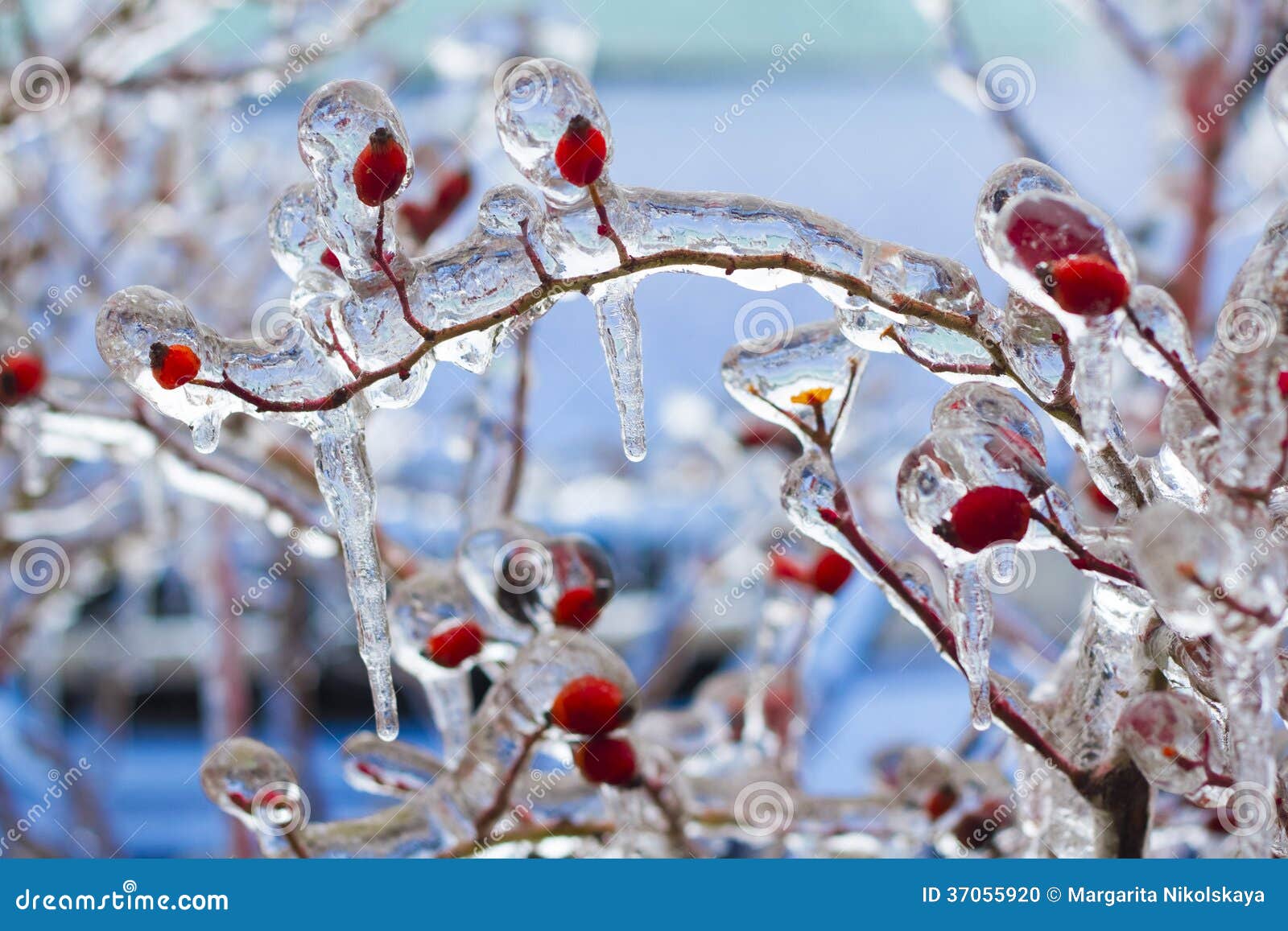 Bush with Red Berries in the Ice Stock Photo - Image of frosting ...
