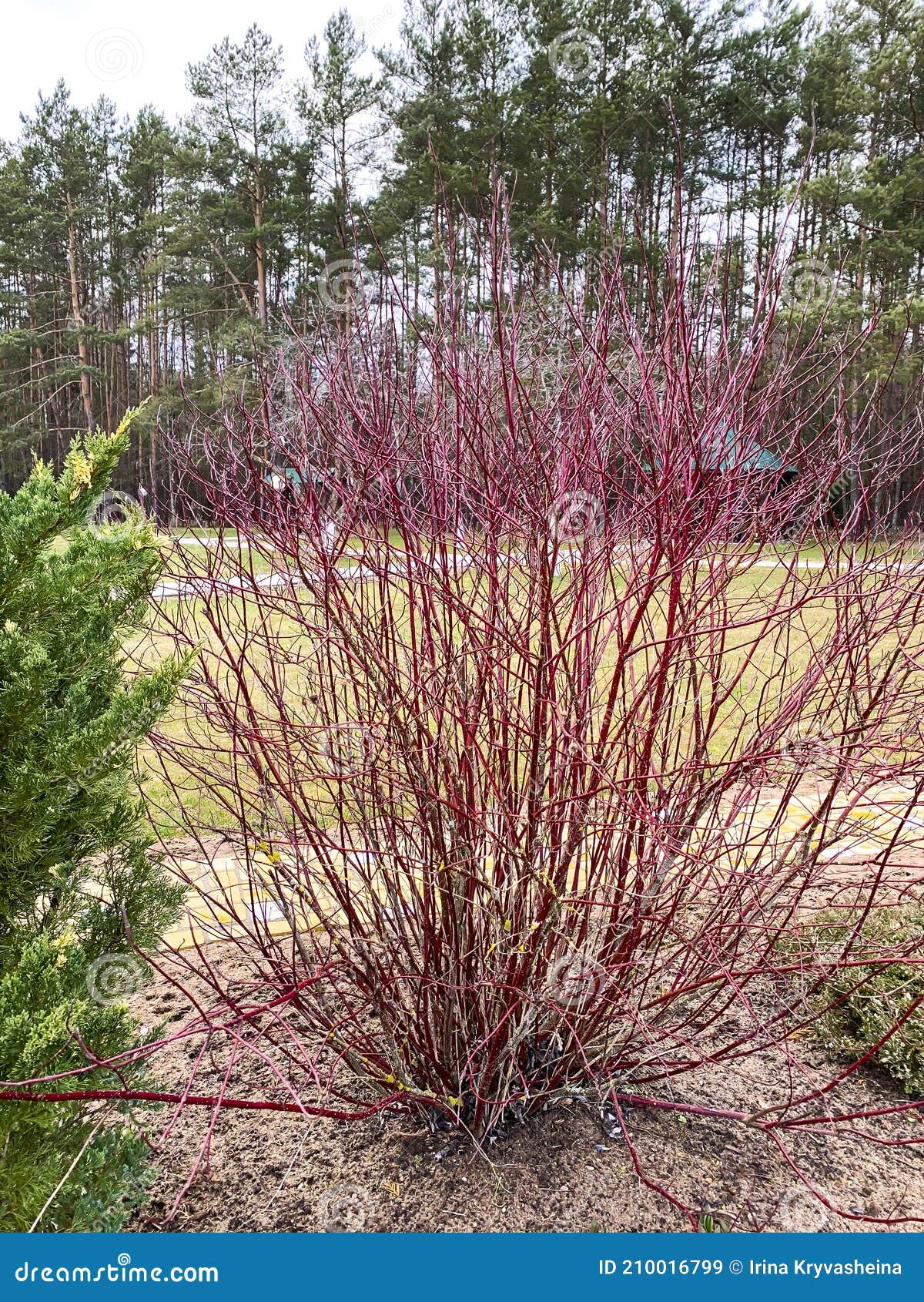 Bush with Red Branches without Leaves Stock Image - Image of object ...