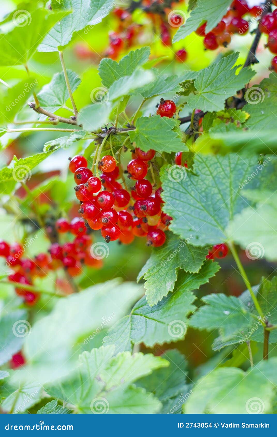 Bush of a red currant stock photo. Image of garden, shiny - 2743054