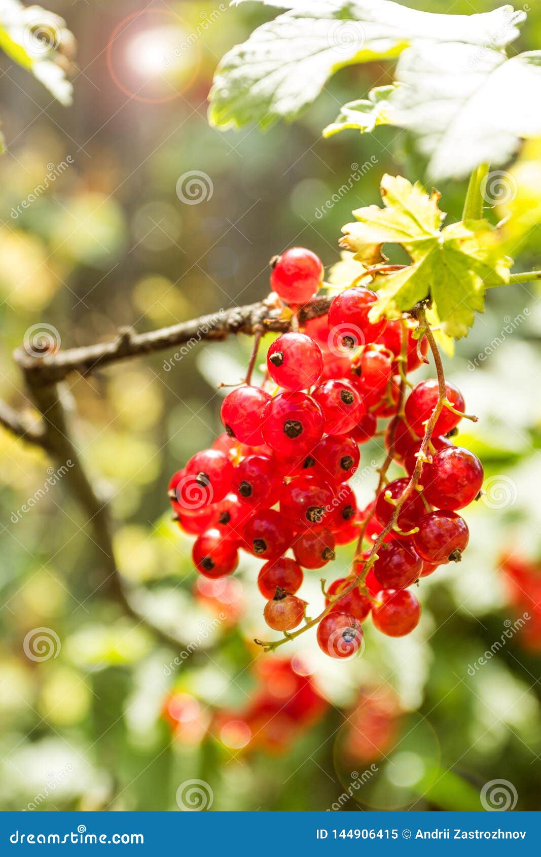 Bush of Red Currant Berries Stock Image - Image of juicy, summer: 144906415