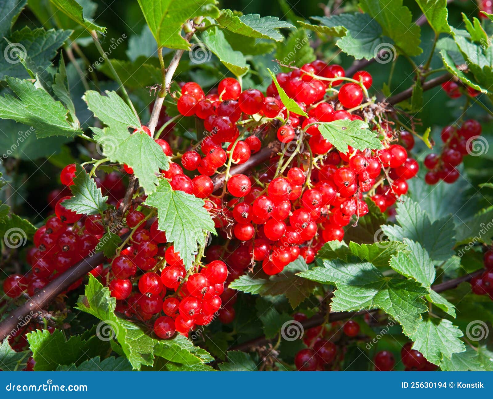 Bush of a Red Currant.grows in a Garden Stock Photo - Image of shrub ...