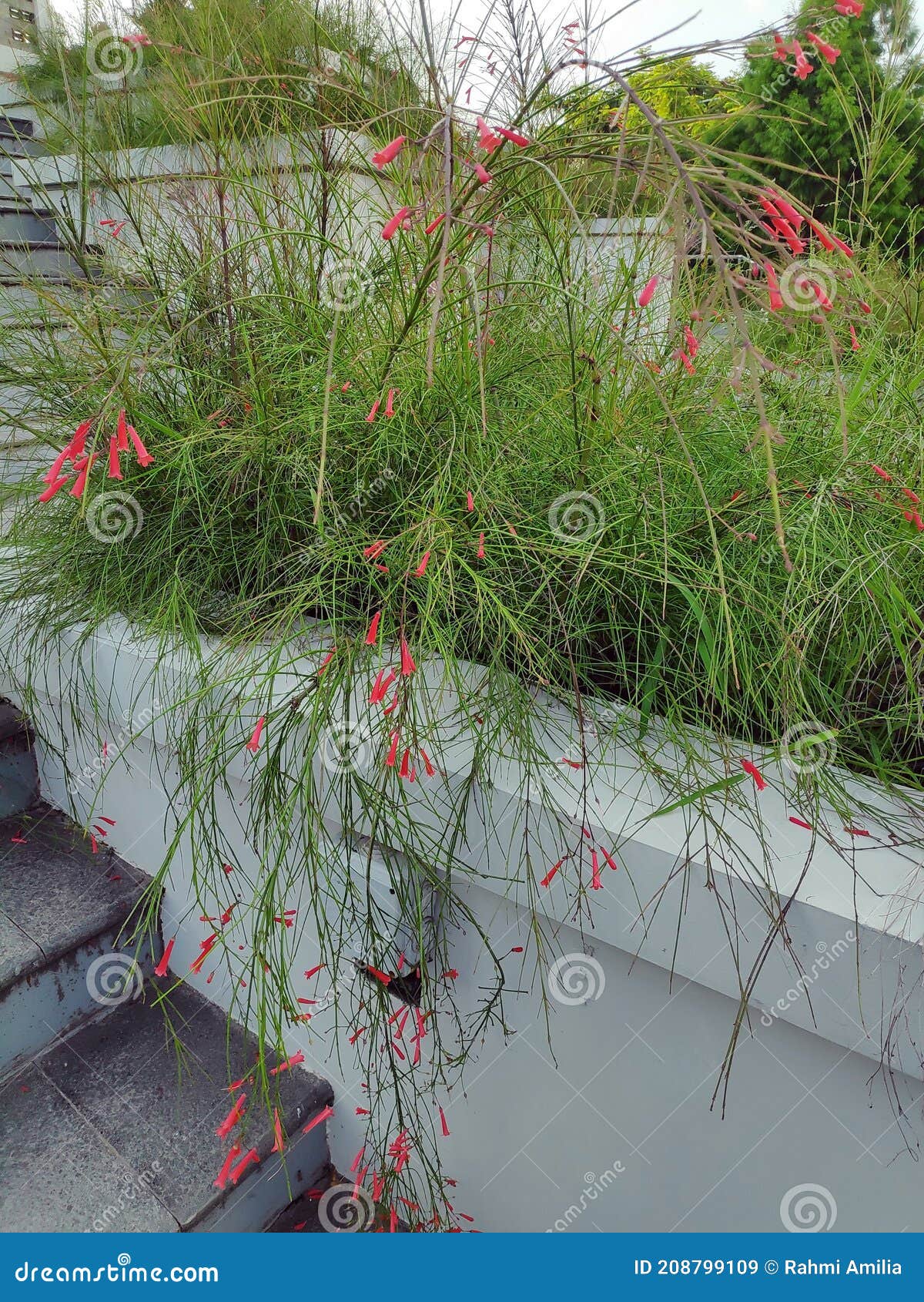 Bush of Red Firecracker Flowers Russelia Stock Image - Image of ...