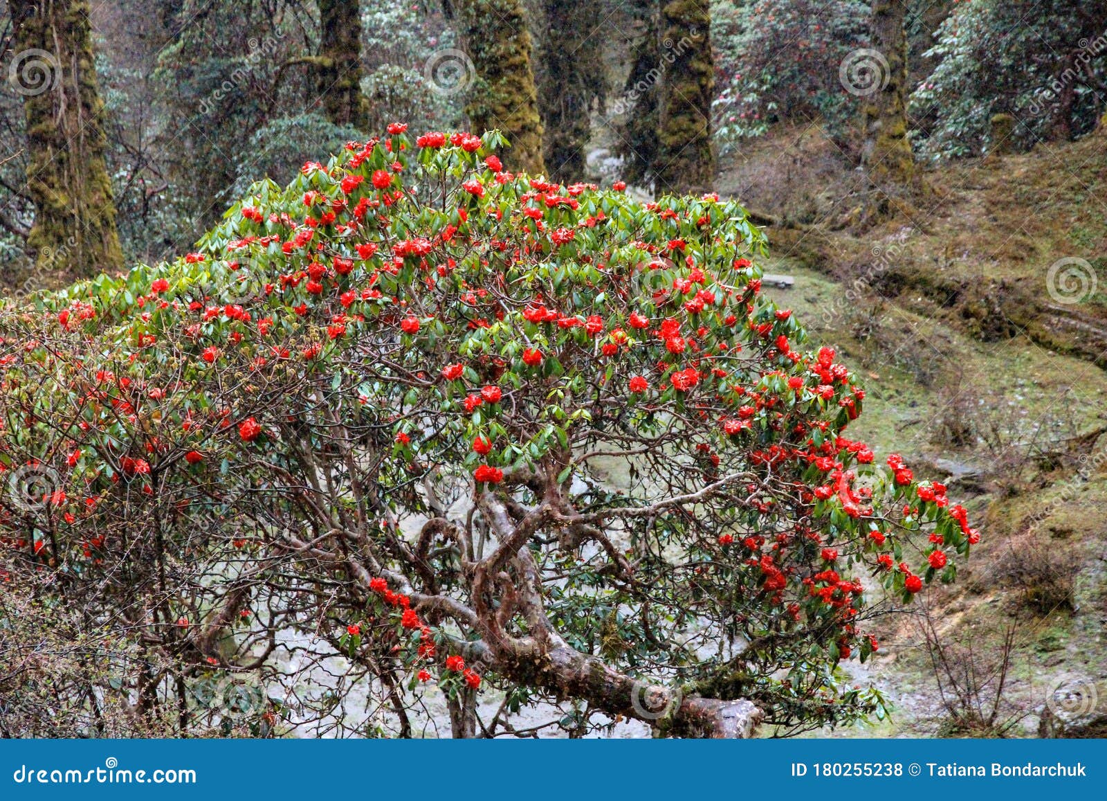 Bush with Red Flowers Close-up in the Indian Forest Stock Photo - Image ...