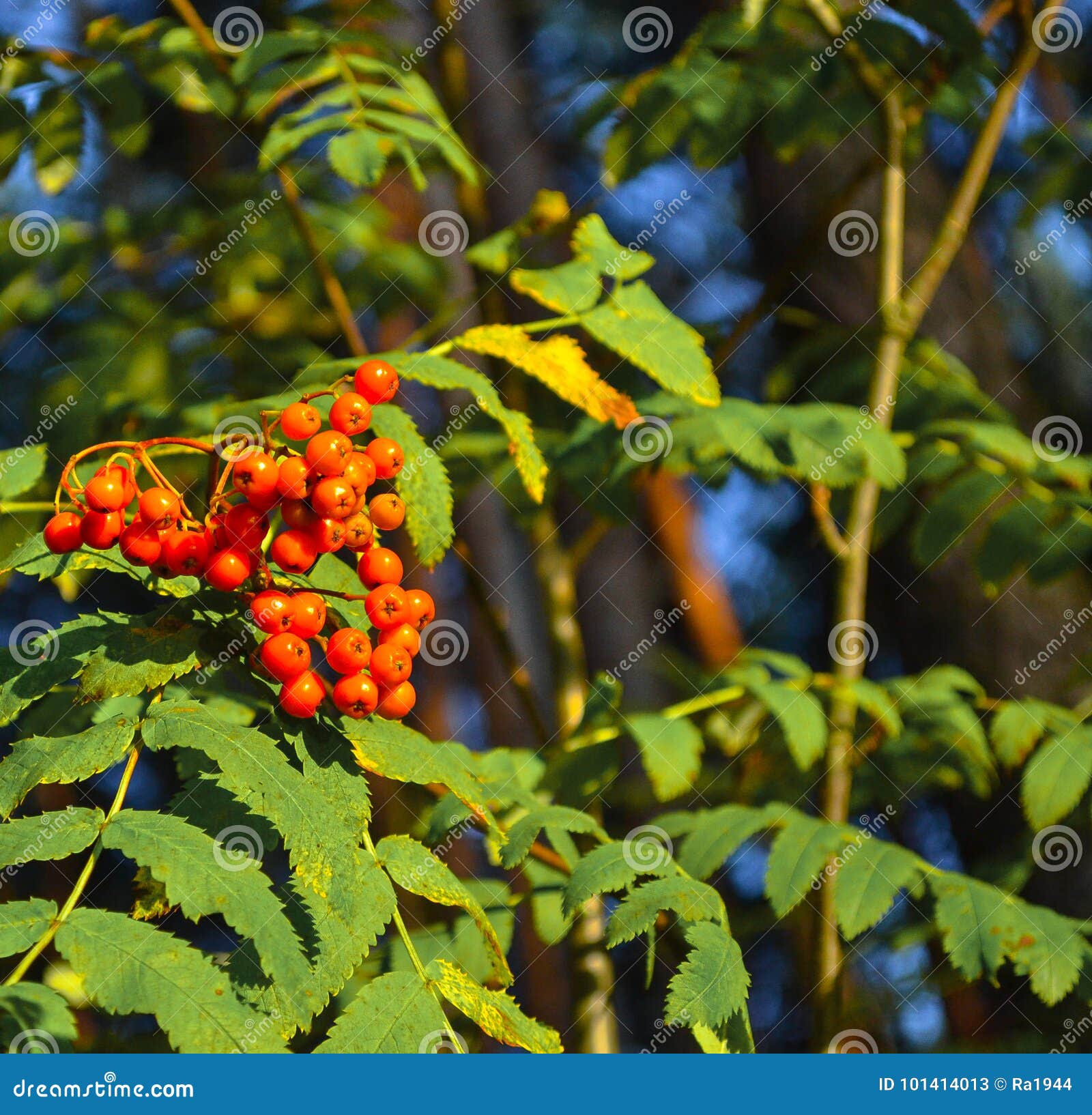 Bush with Red Forest Berries Close-up Stock Image - Image of delicious ...
