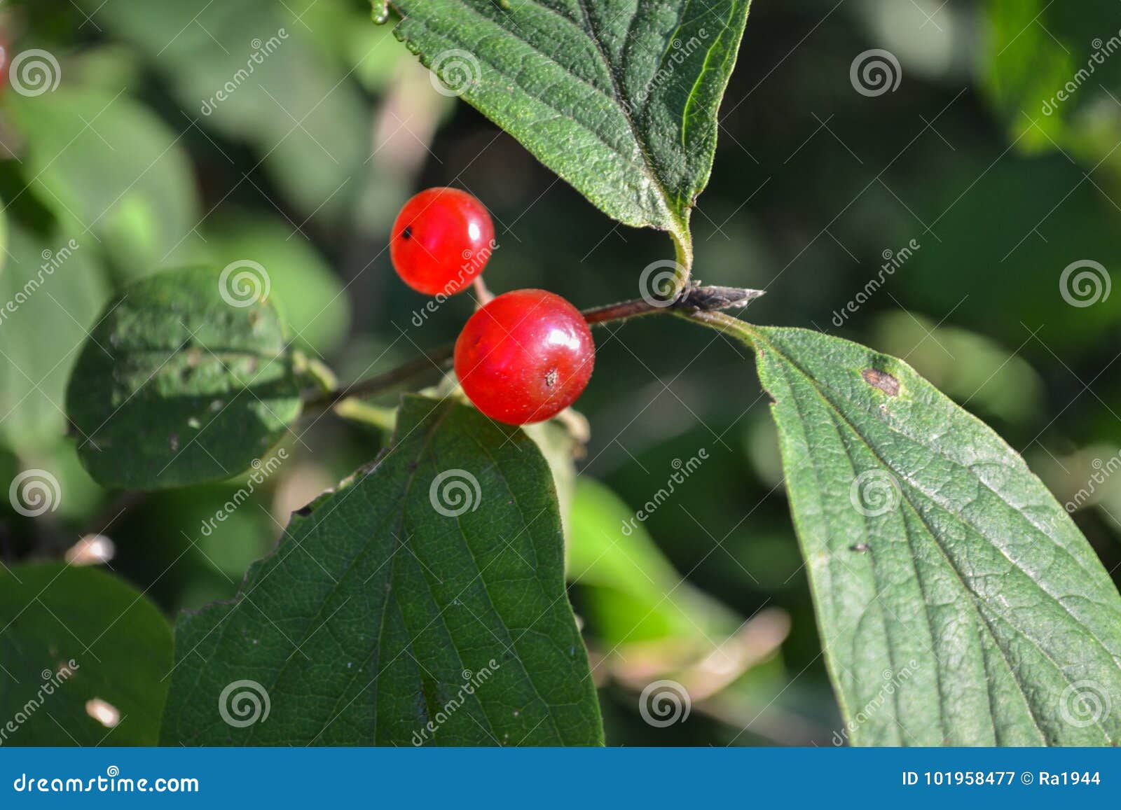 Bush with Red Forest Berries Close-up Stock Image - Image of design ...