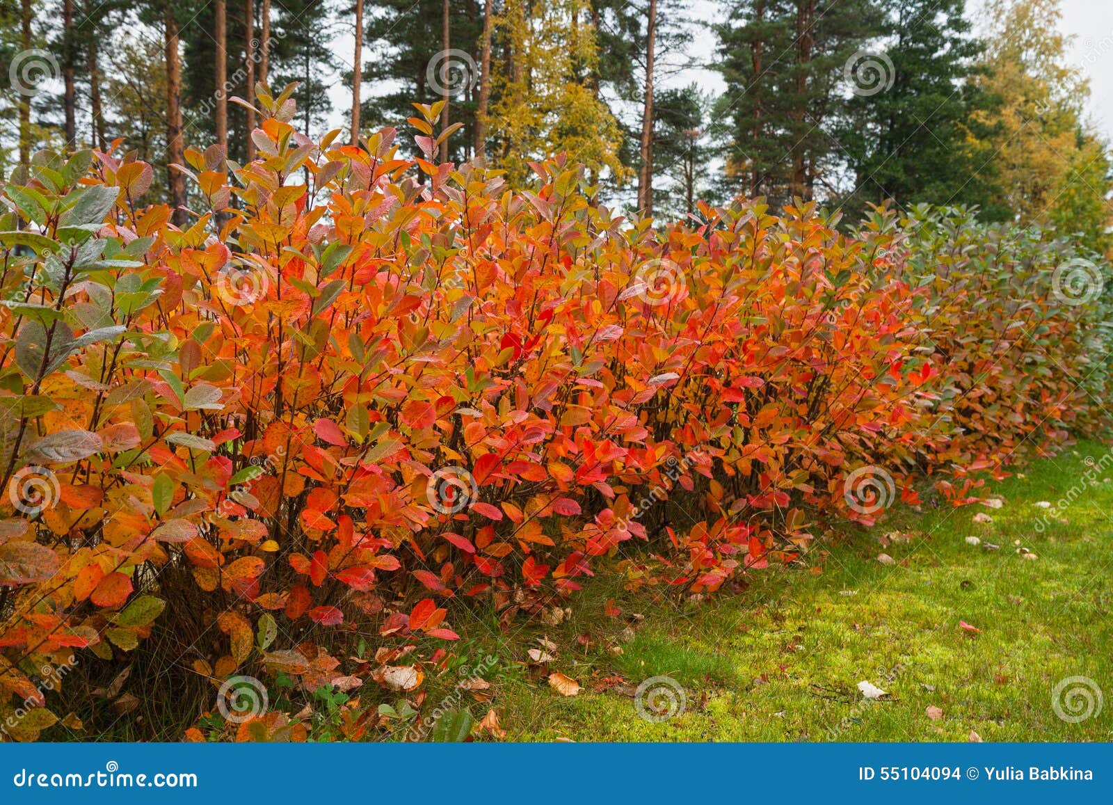 Bush with red leaves stock photo. Image of bush, grass - 55104094