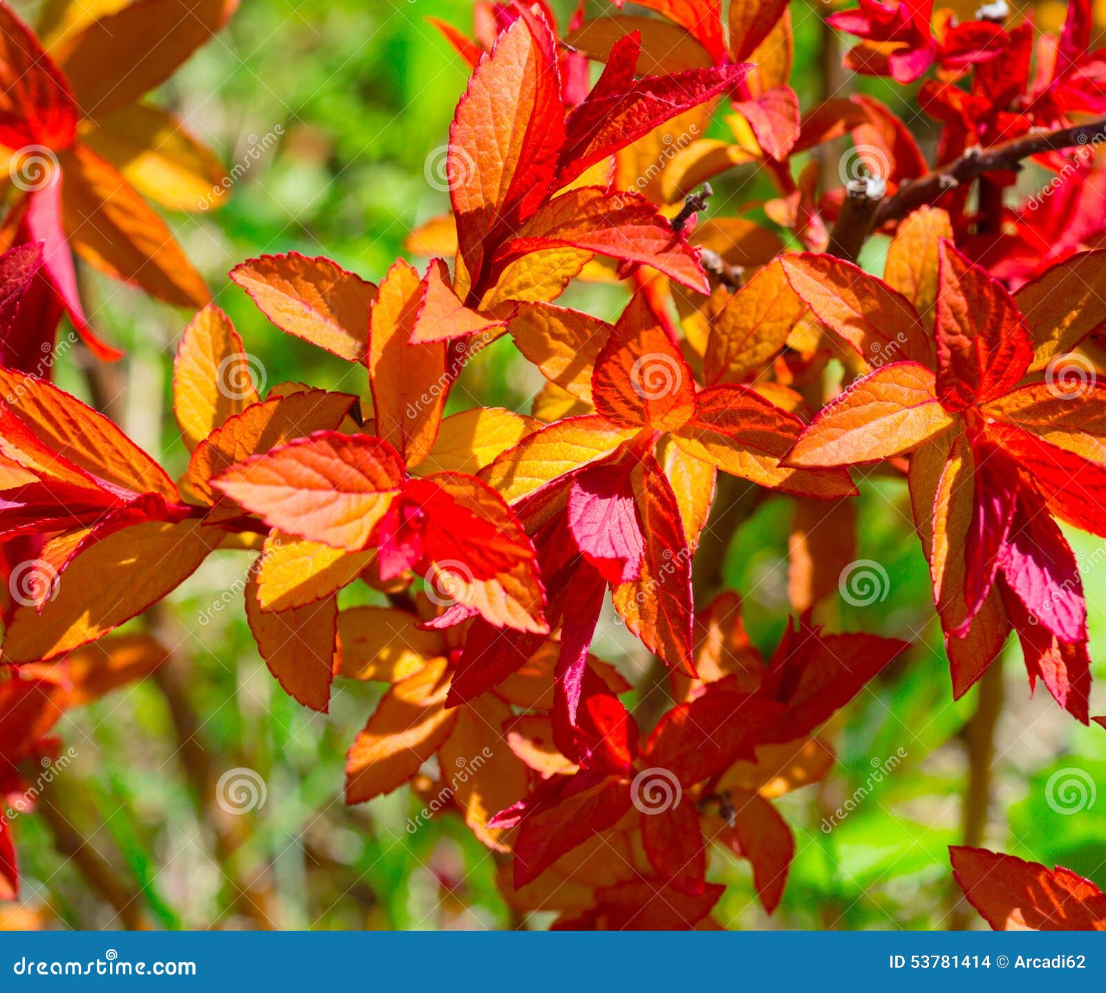 Bush with red leaves stock photo. Image of summer, nature - 53781414